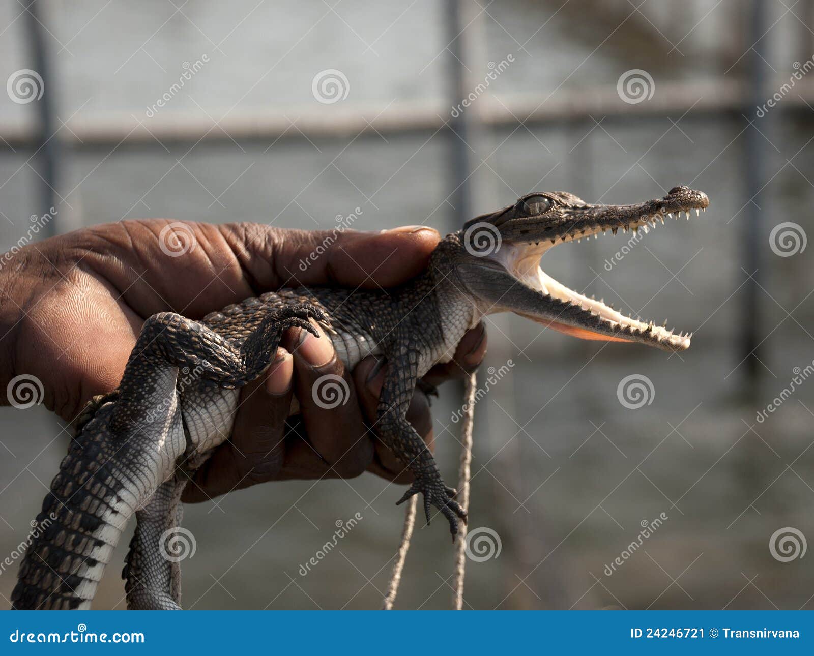 Small Crocodile stock image. Image of holding, open, baby - 24246721