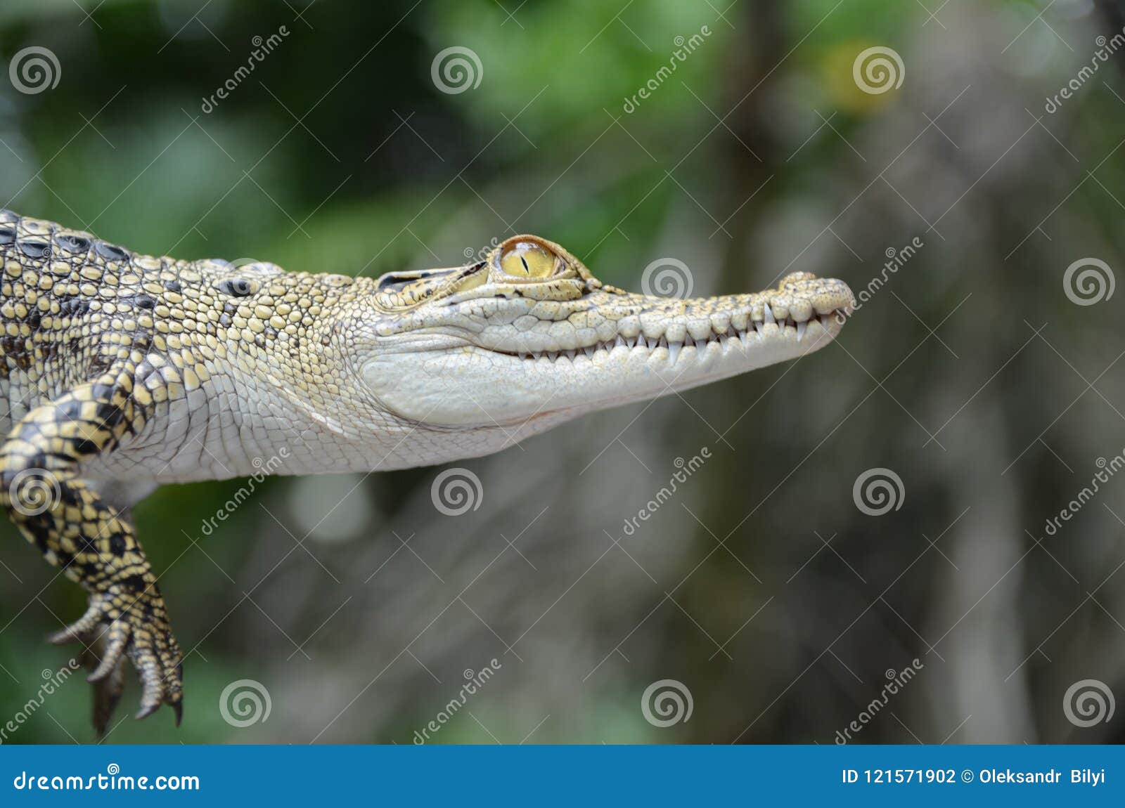 Small crocodile close-up stock photo. Image of baby - 121571902