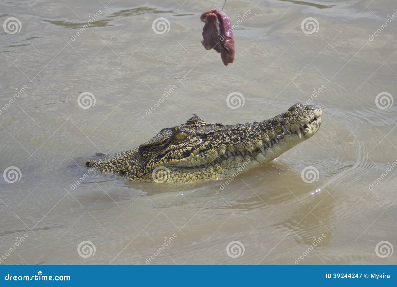 Small Crocodile Floating on Surface of Water Stock Image - Image of ...