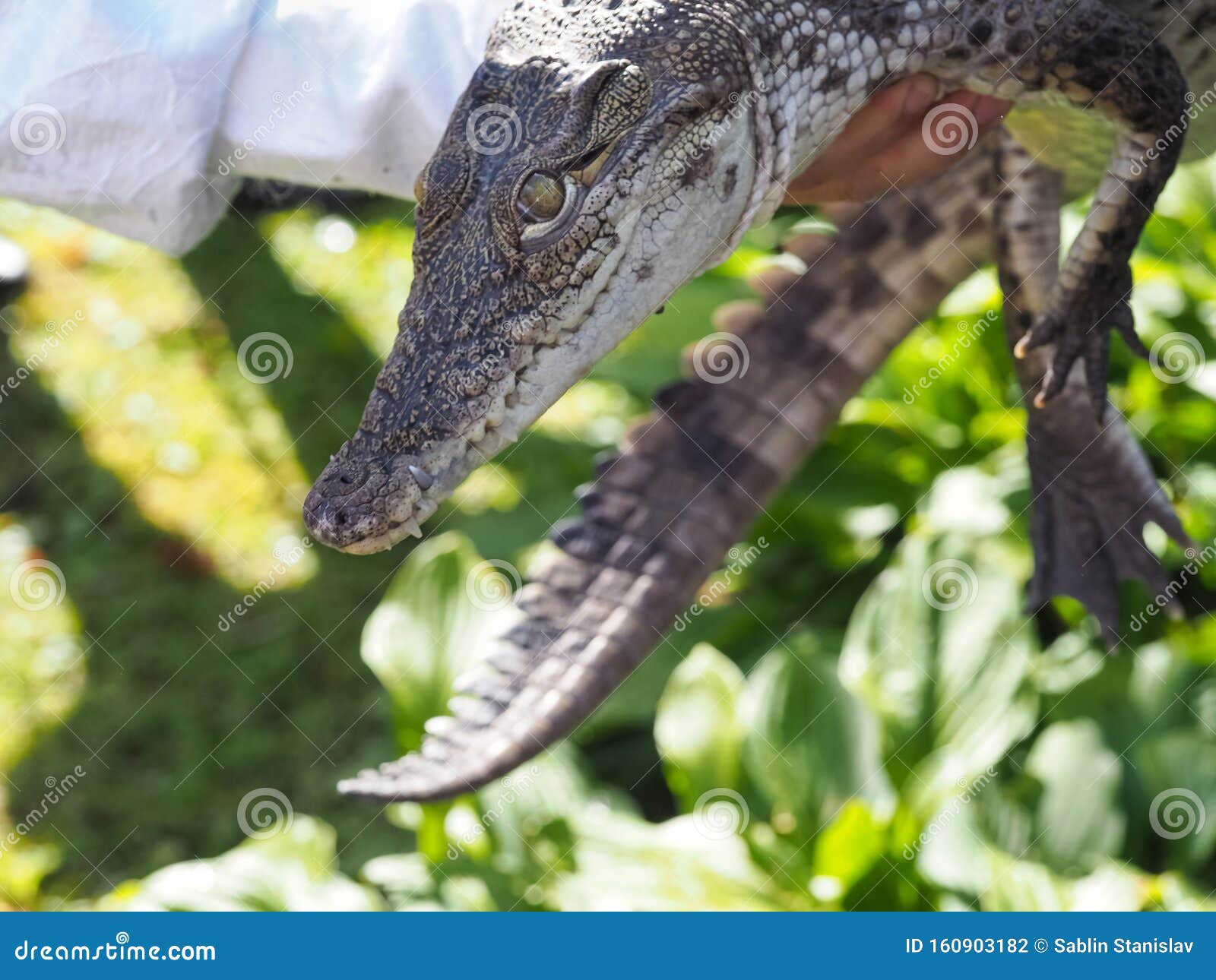 Small Crocodile is Held in the Hands Stock Photo - Image of little ...