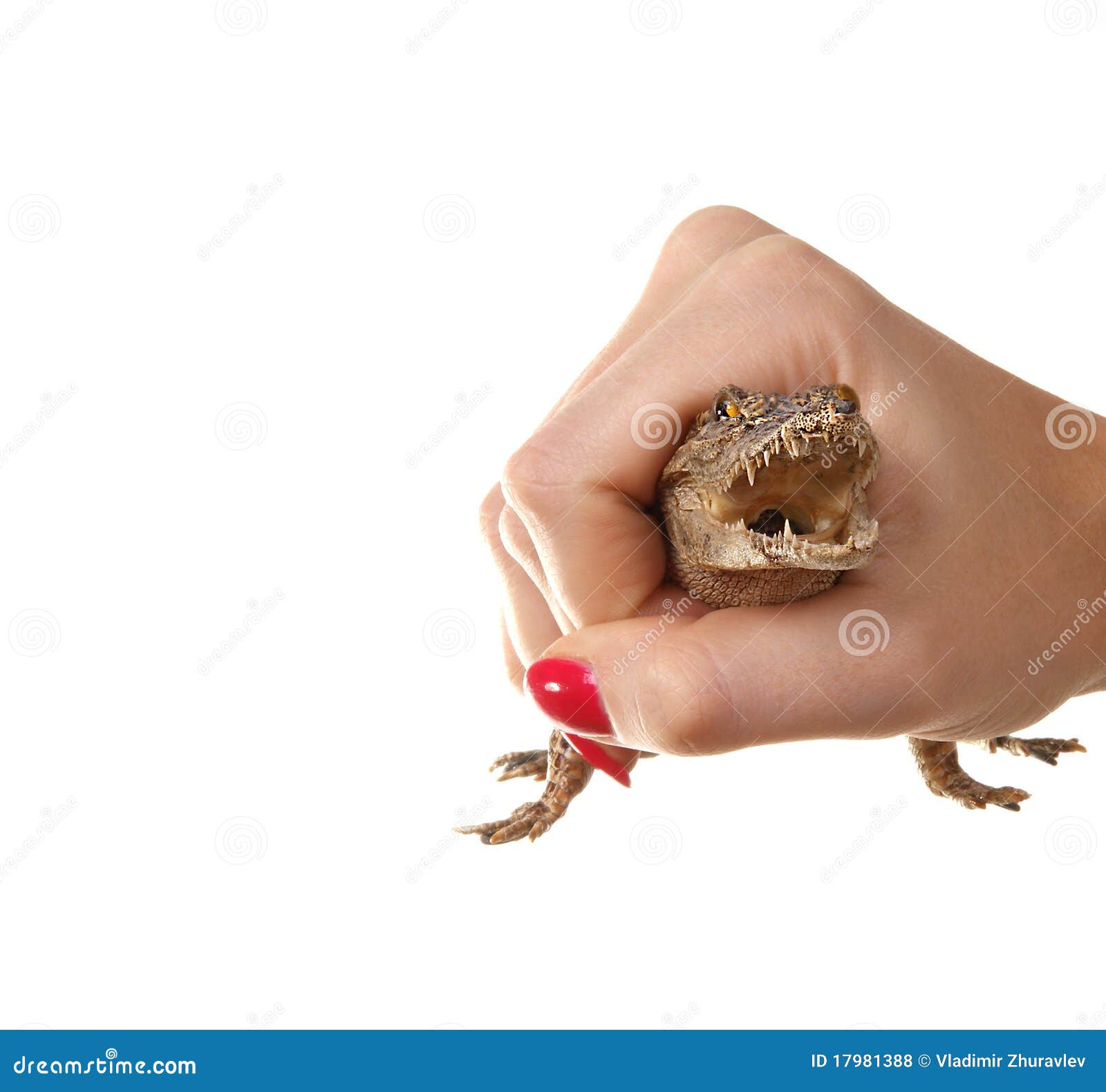 Small Crocodile in the Human Hand Stock Photo - Image of mouth, small ...
