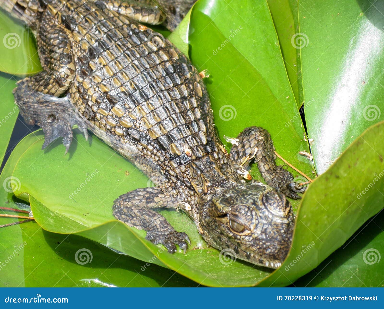Small crocodile stock image. Image of oasis, carnivore - 70228319