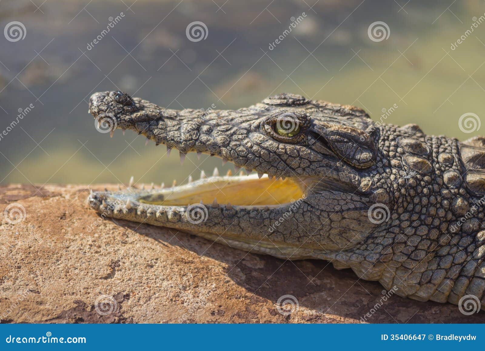 Small Crocodile with Mouth Open 1 Stock Image - Image of carnivore ...