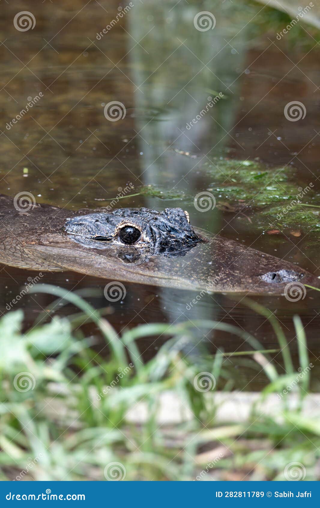 Small Crocodile in a Pond stock image. Image of texture - 282811789