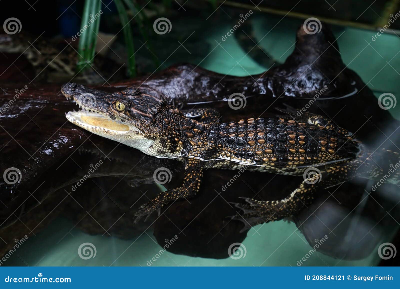 A Small Crocodile Swims in an Aquarium Stock Image - Image of skin ...