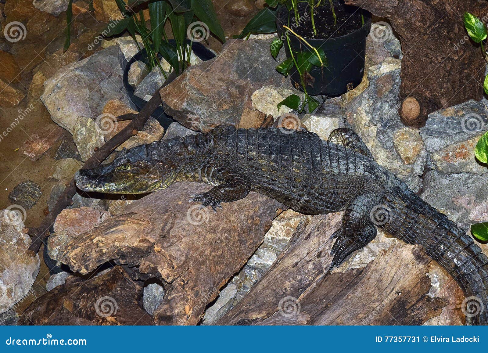 Small crocodile stock image. Image of multicolored, white - 77357731
