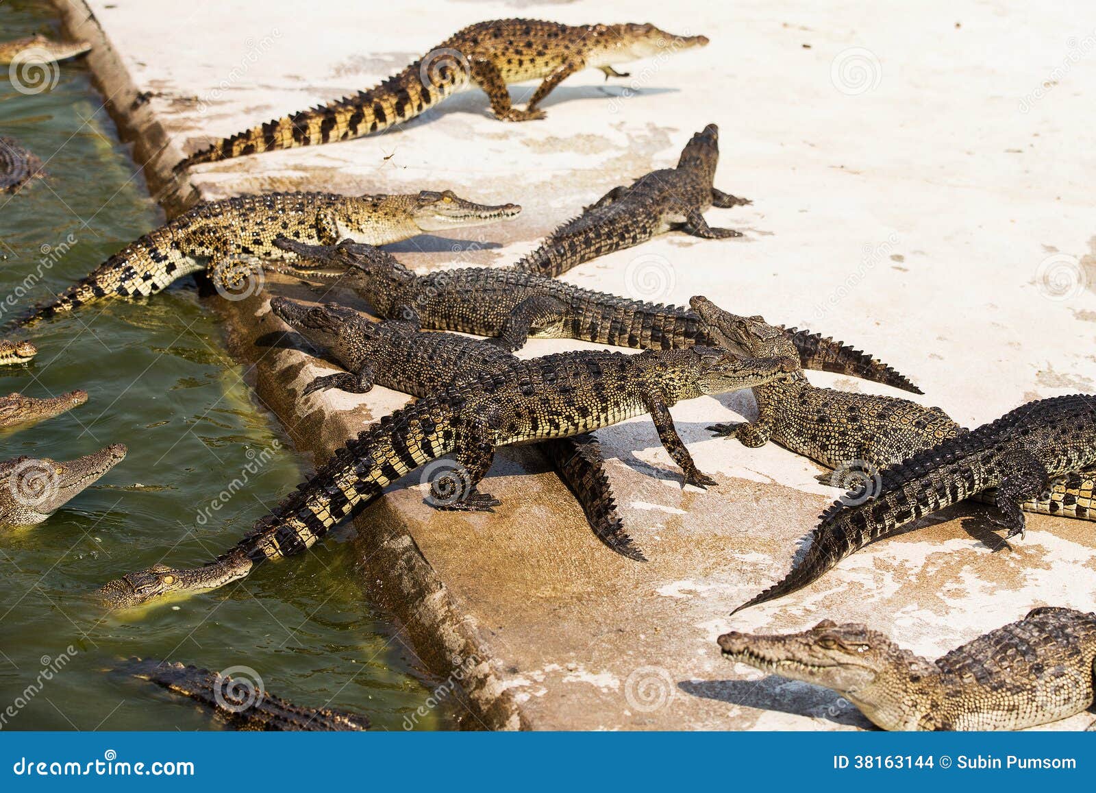 Small crocodiles stock photo. Image of farm, group, australia - 38163144