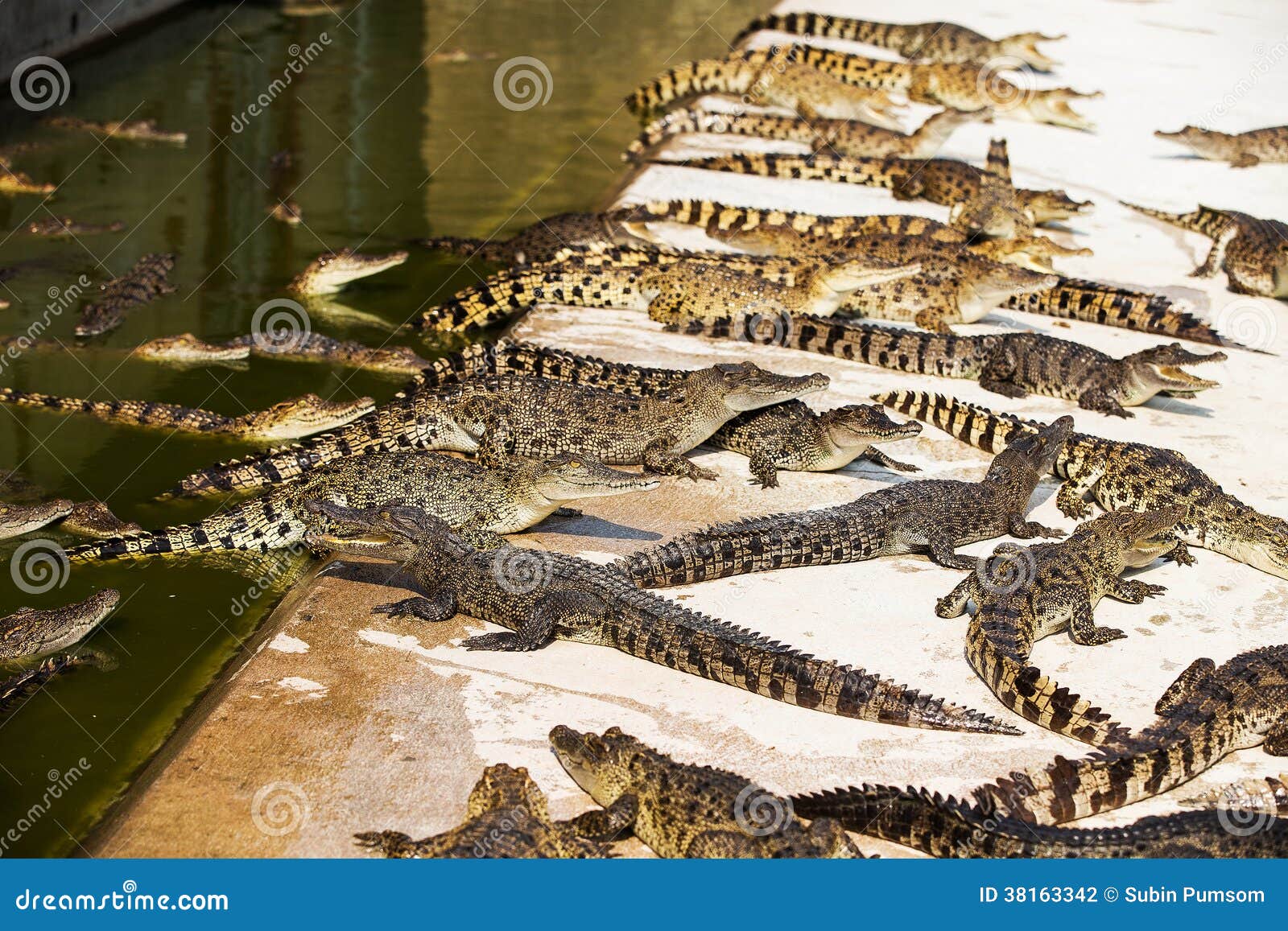 Small crocodiles stock photo. Image of prey, reptile - 38163342