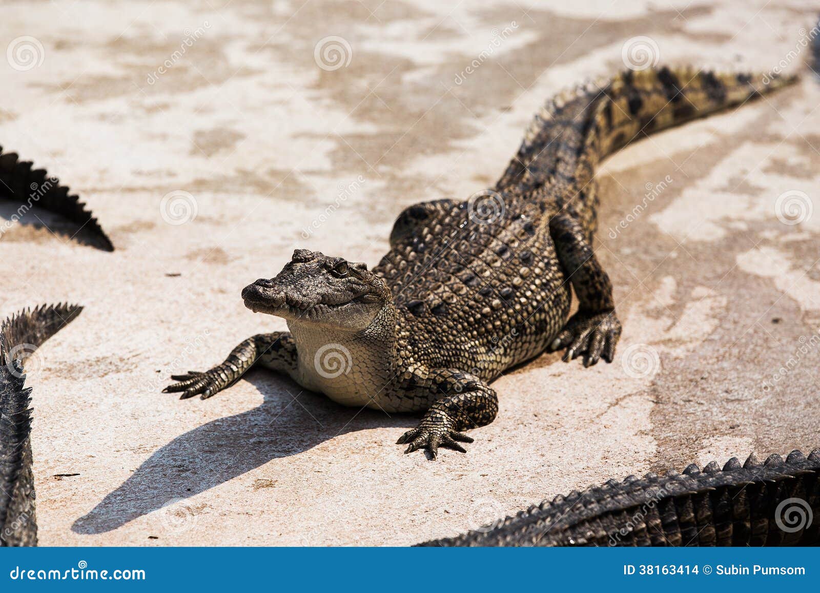 Small crocodiles in farm stock photo. Image of prey, hunters - 38163414