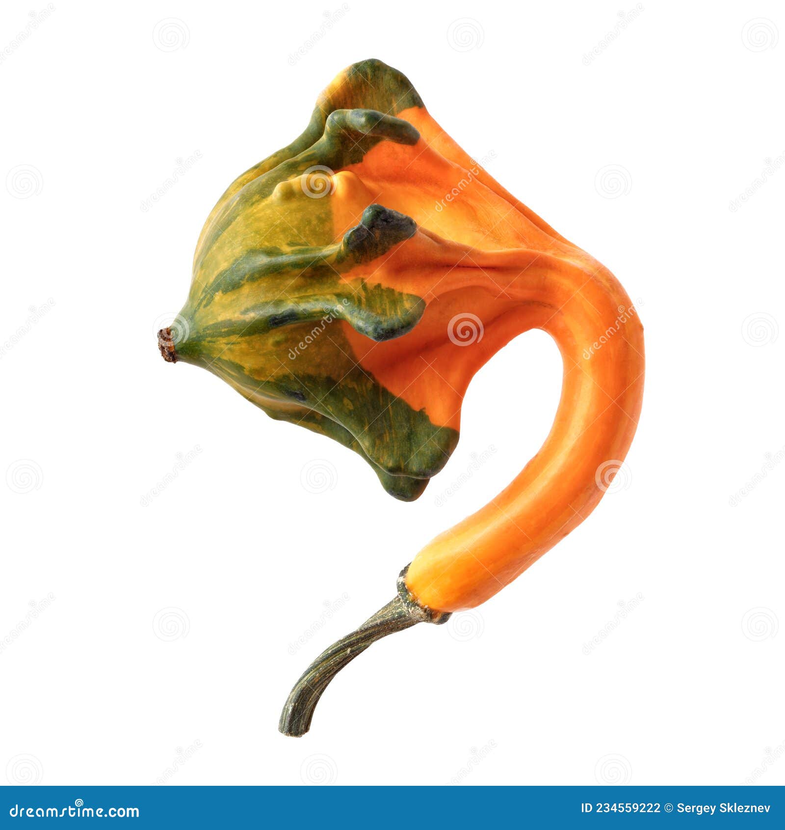 Small and Crooked Decorative Pumpkin Stock Photo - Image of closeup ...