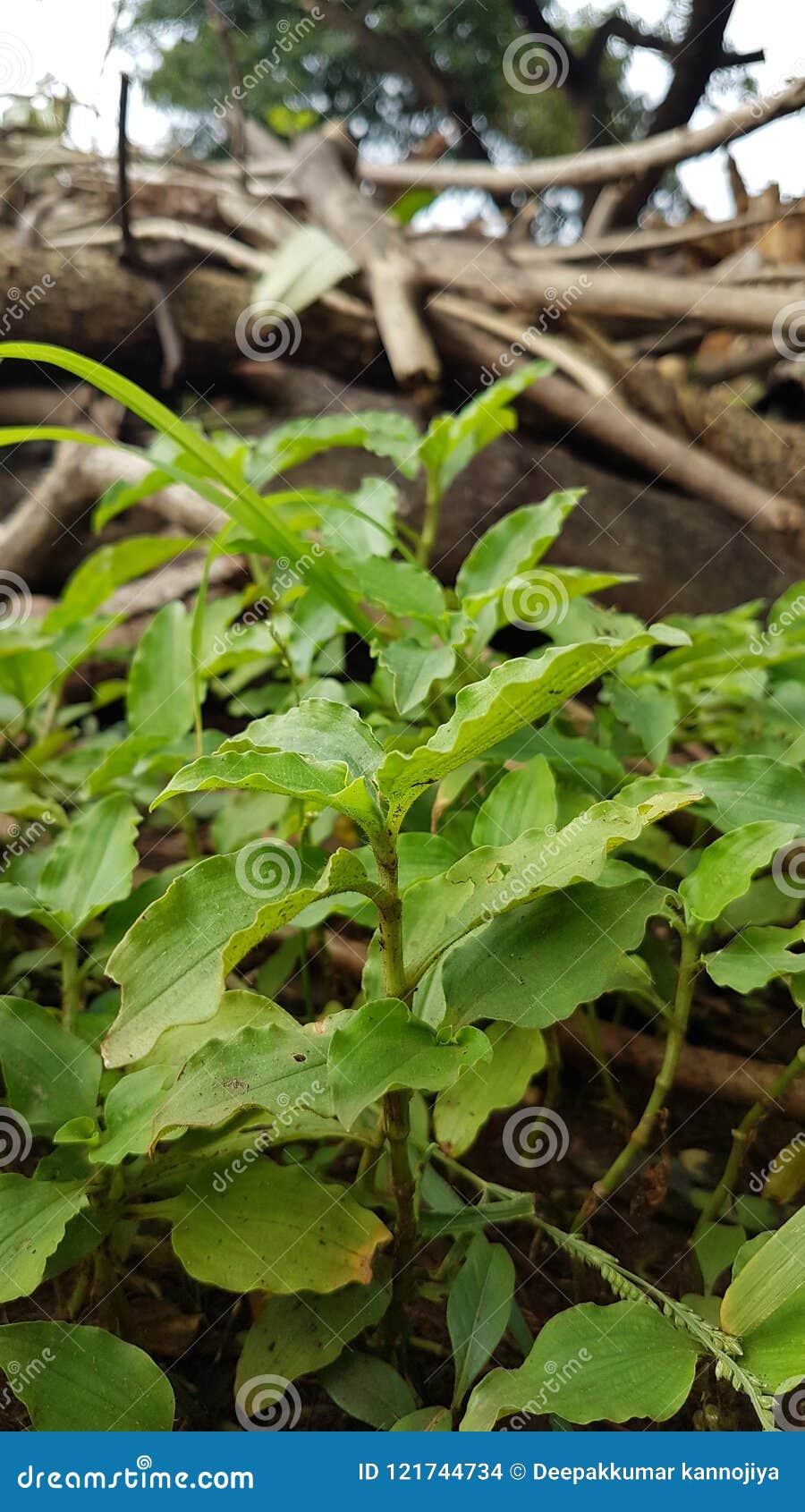 A small crop plant stock photo. Image of crop, good - 121744734