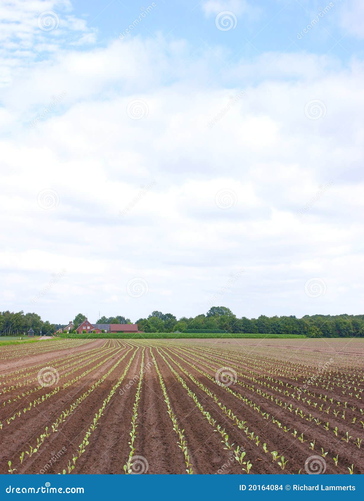 Small Crops in Rural Landscape Stock Photo - Image of crop, growing ...