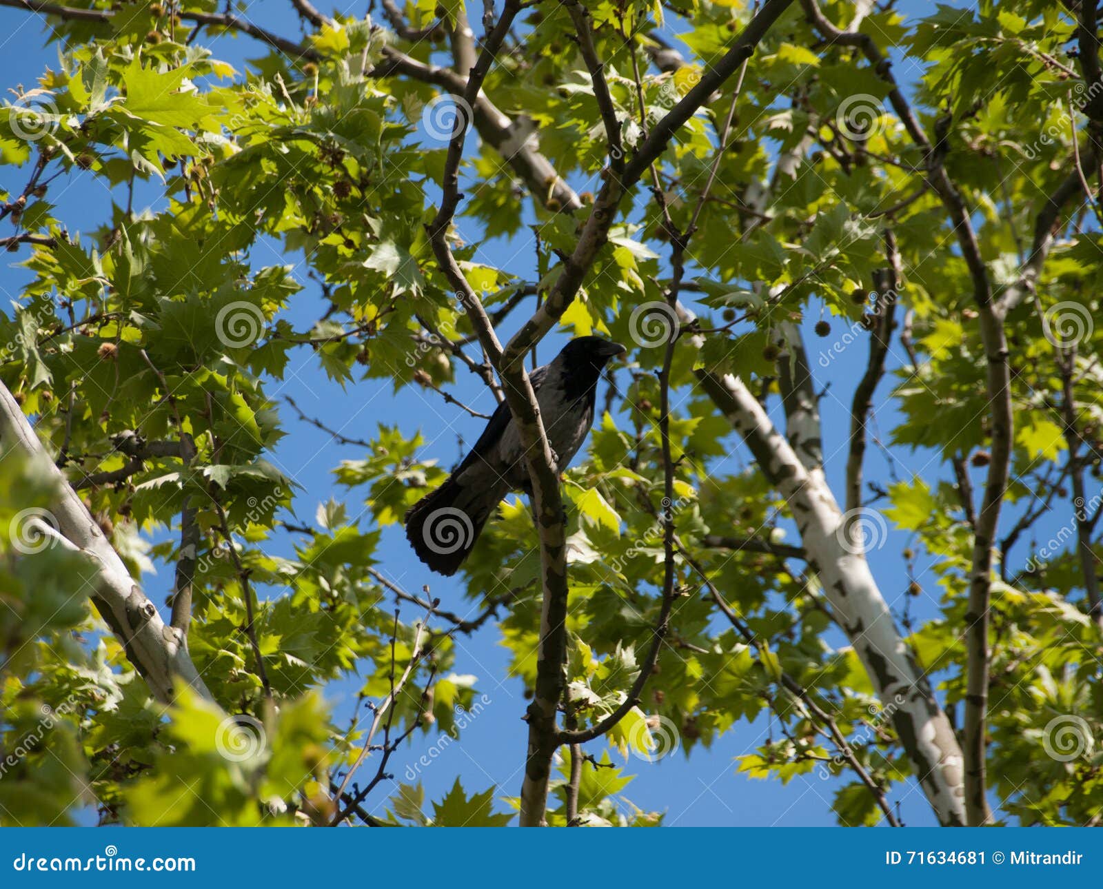 Small Crow Standing on a Branch Stock Image - Image of green, tree ...