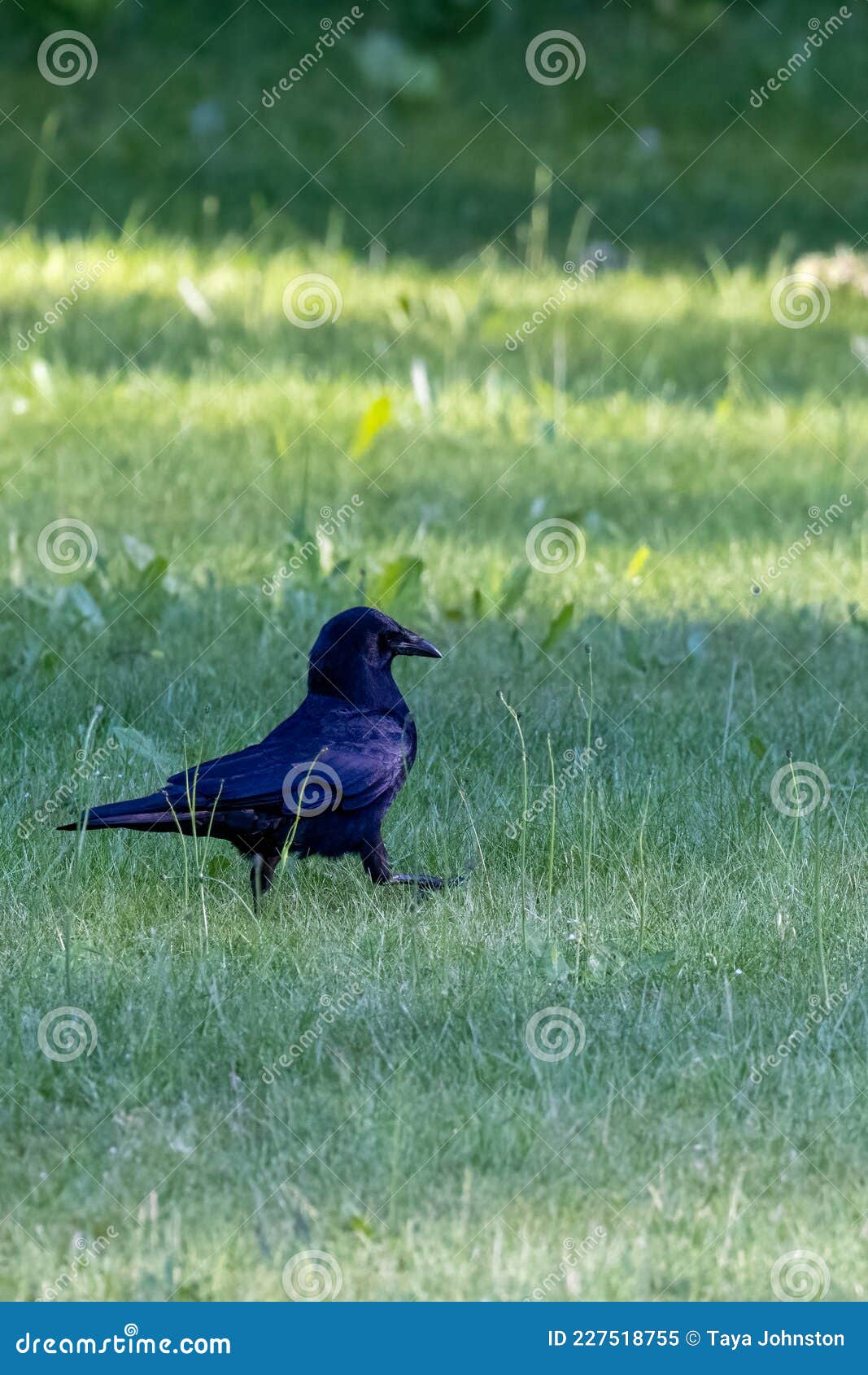 Small Crow in Summer Lawn with Dappled Light Stock Image - Image of ...