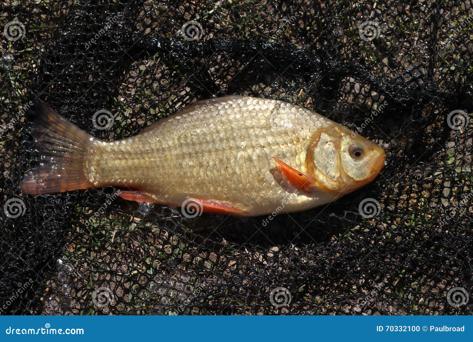 Small Crucian carp. stock photo. Image of commercial - 70332100