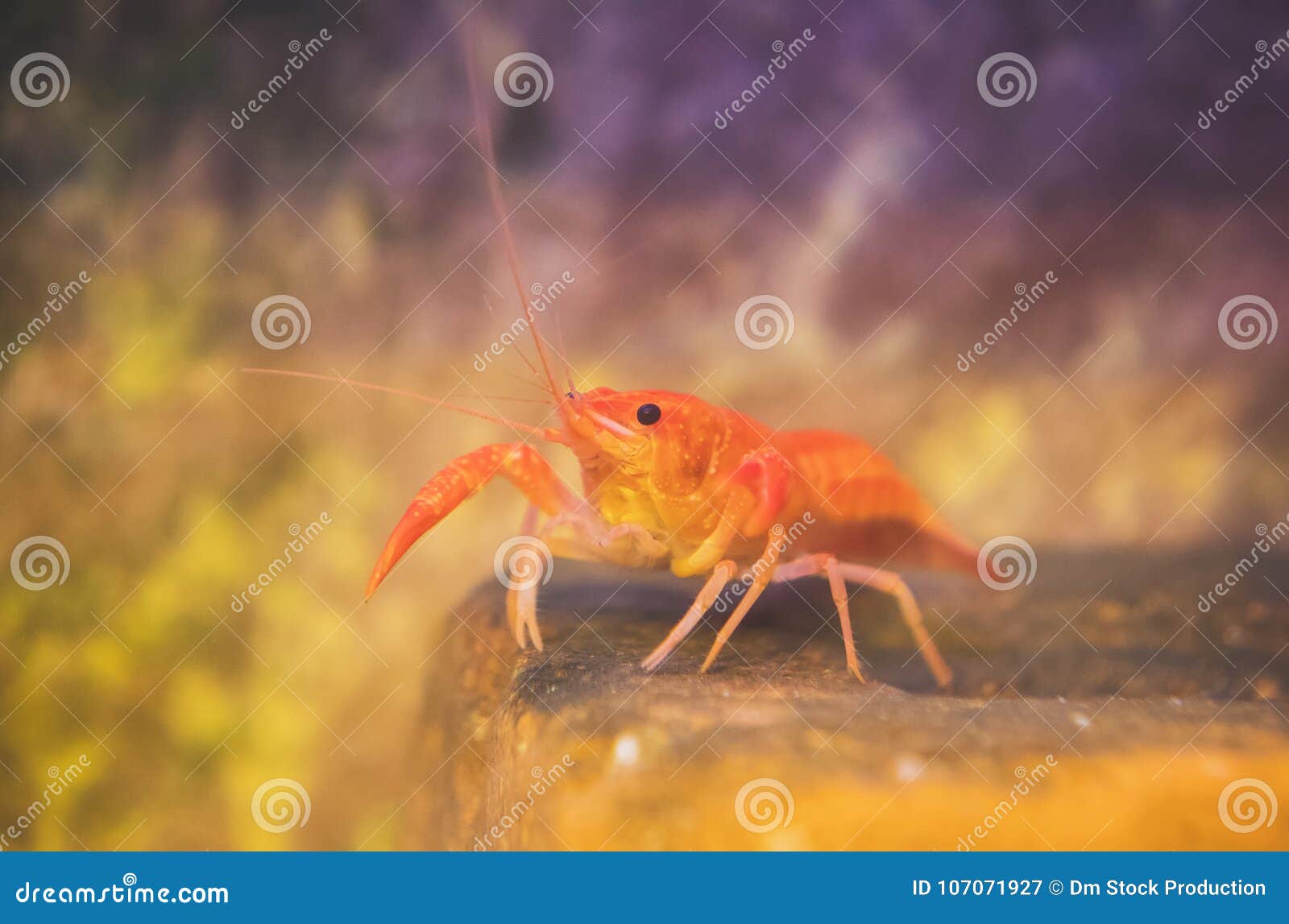 Small crustacean. stock image. Image of seaside, wildlife - 107071927