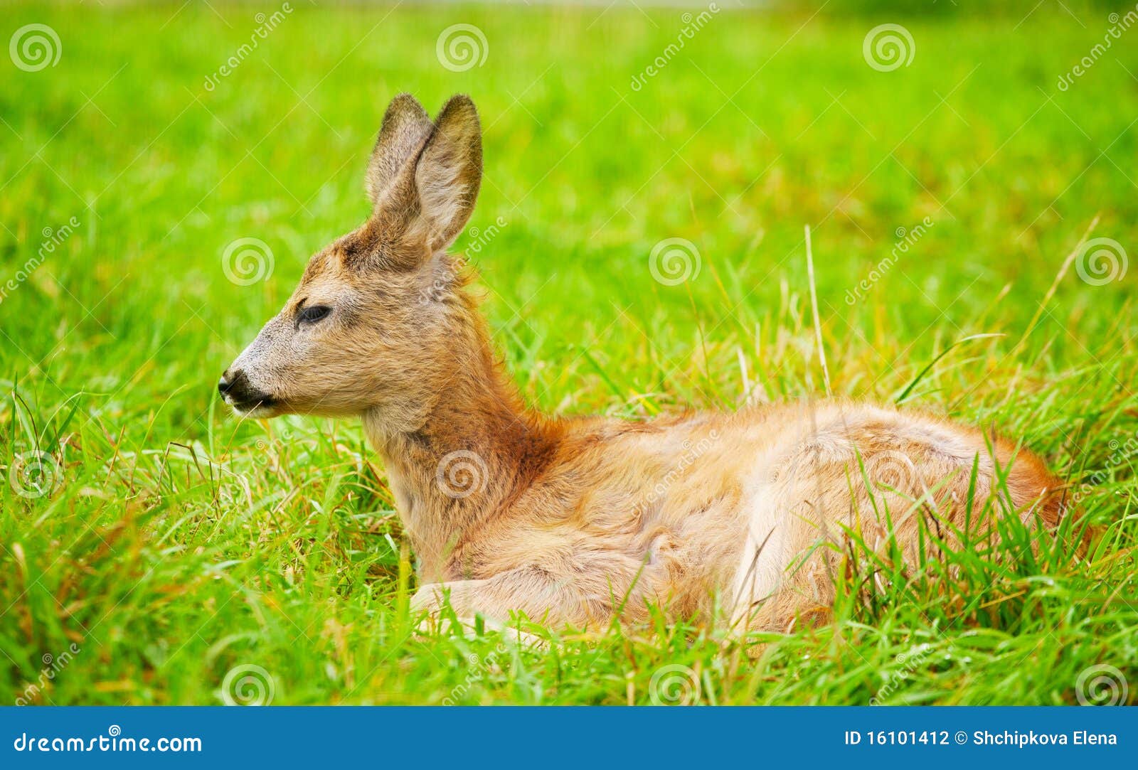 Small cub of a deer stock photo. Image of forest, young - 16101412