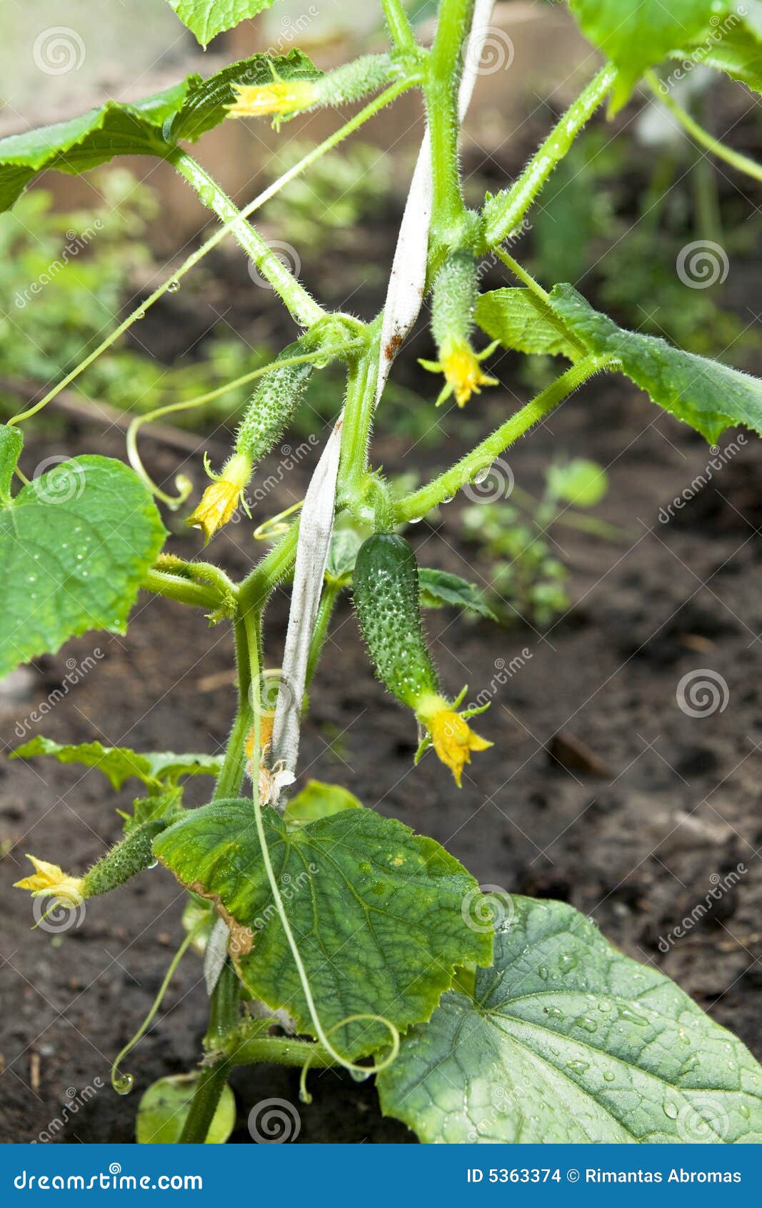 Small cucumber stock photo. Image of freshness, fresh - 5363374