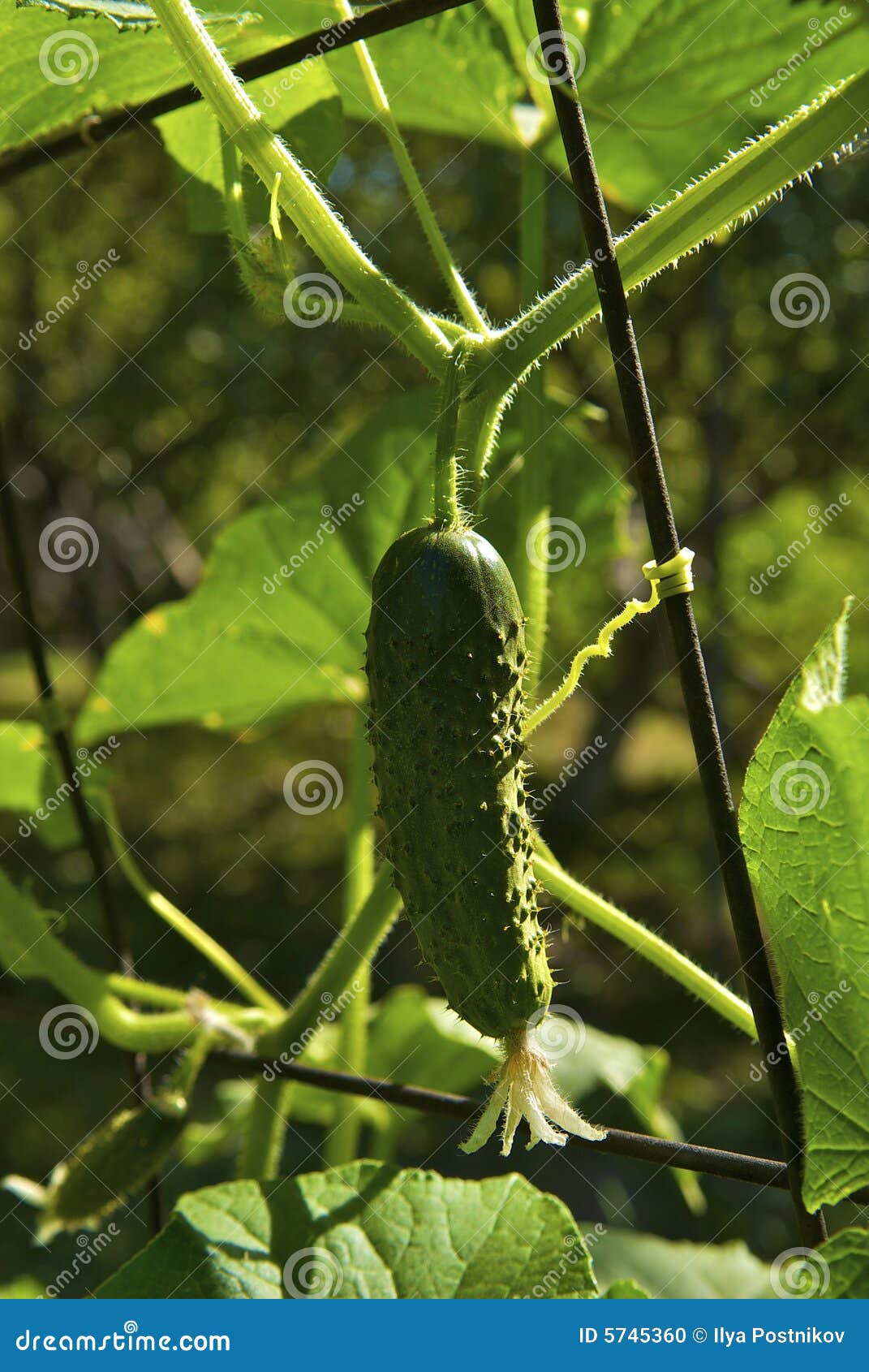 Small cucumber stock photo. Image of grow, focus, leaves - 5745360