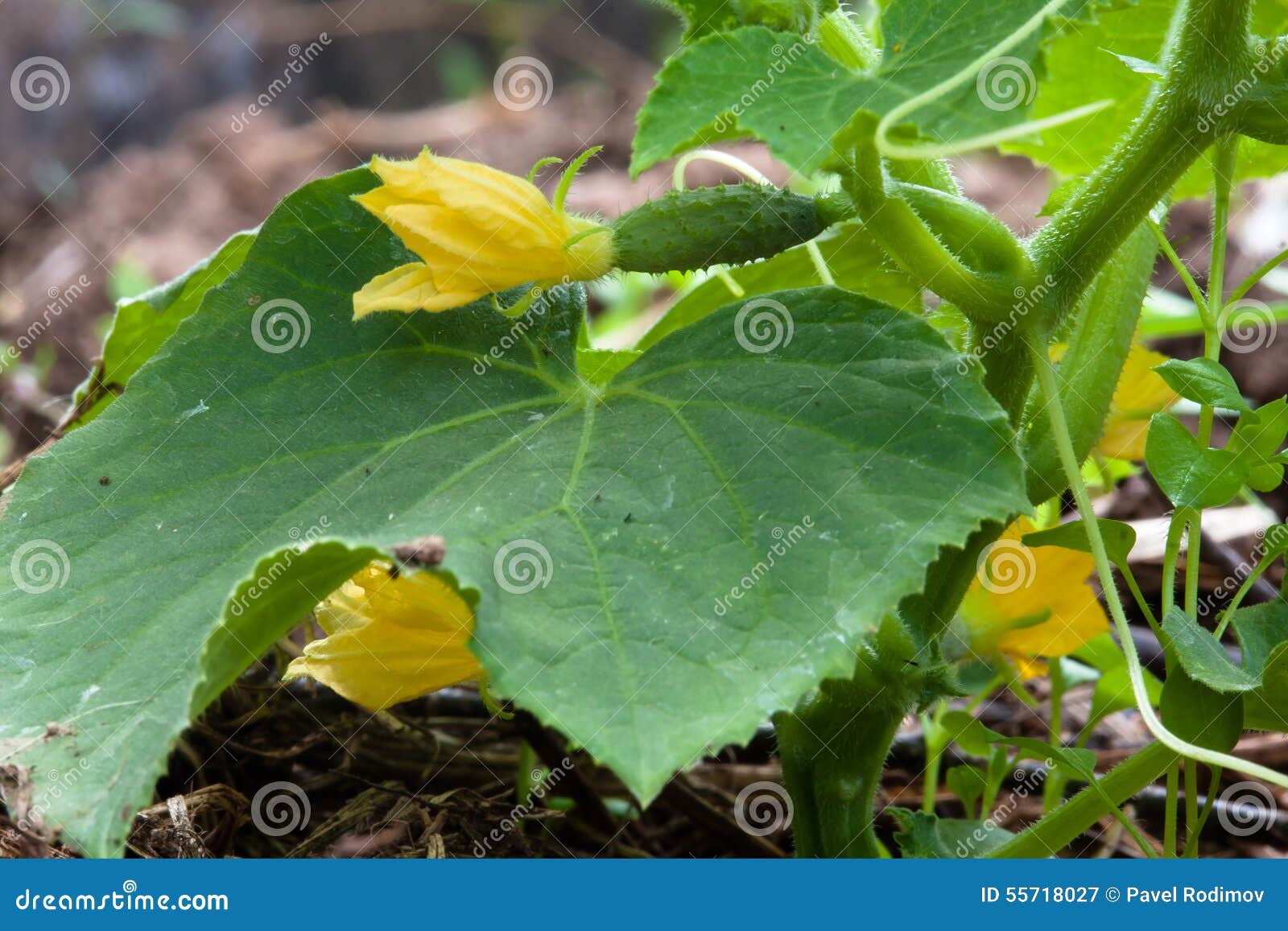 Small Cucumber with Flower and Leaf Stock Image - Image of healthy ...
