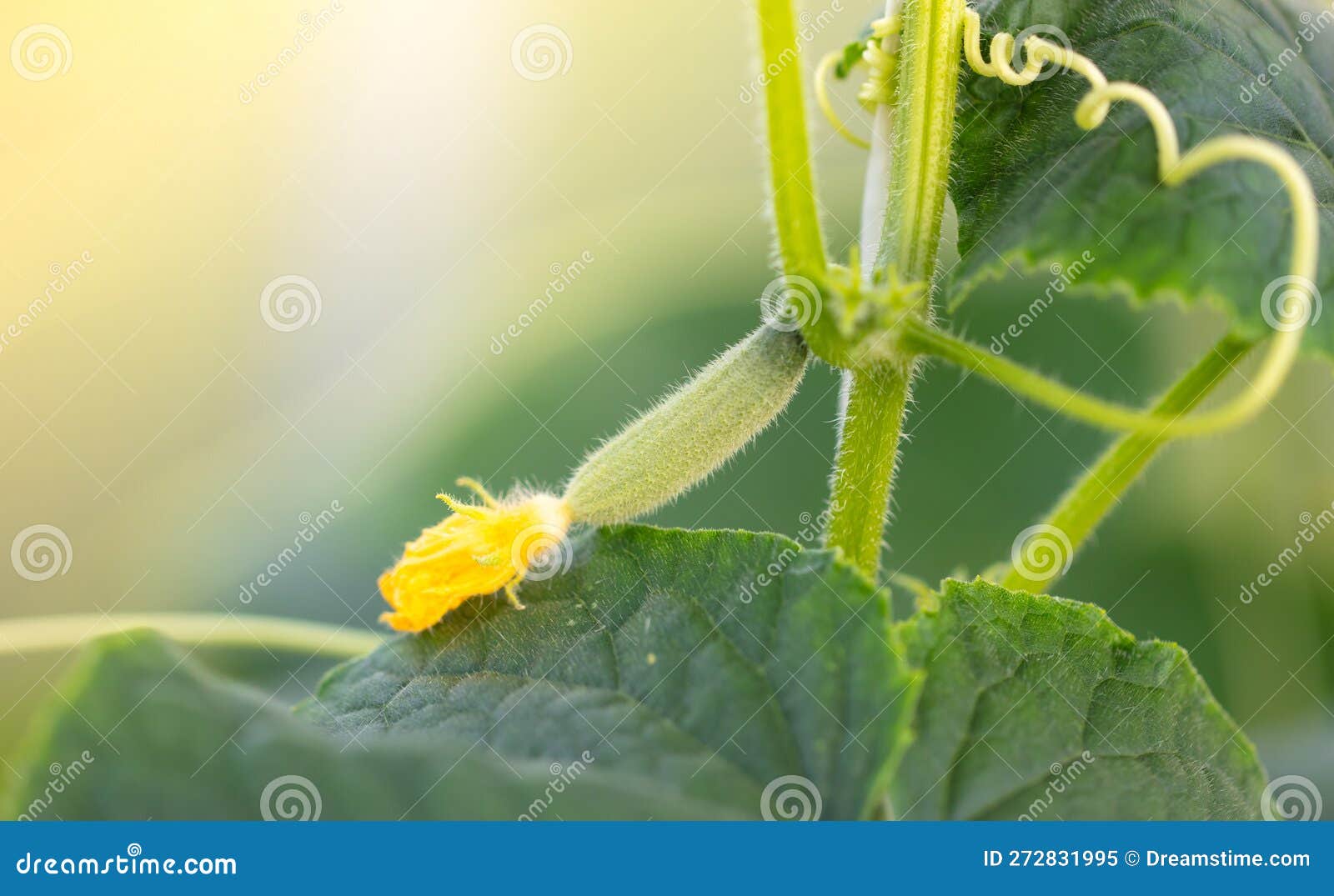 Small Cucumber with a Flower on Plants in the Garden. Stock Image ...