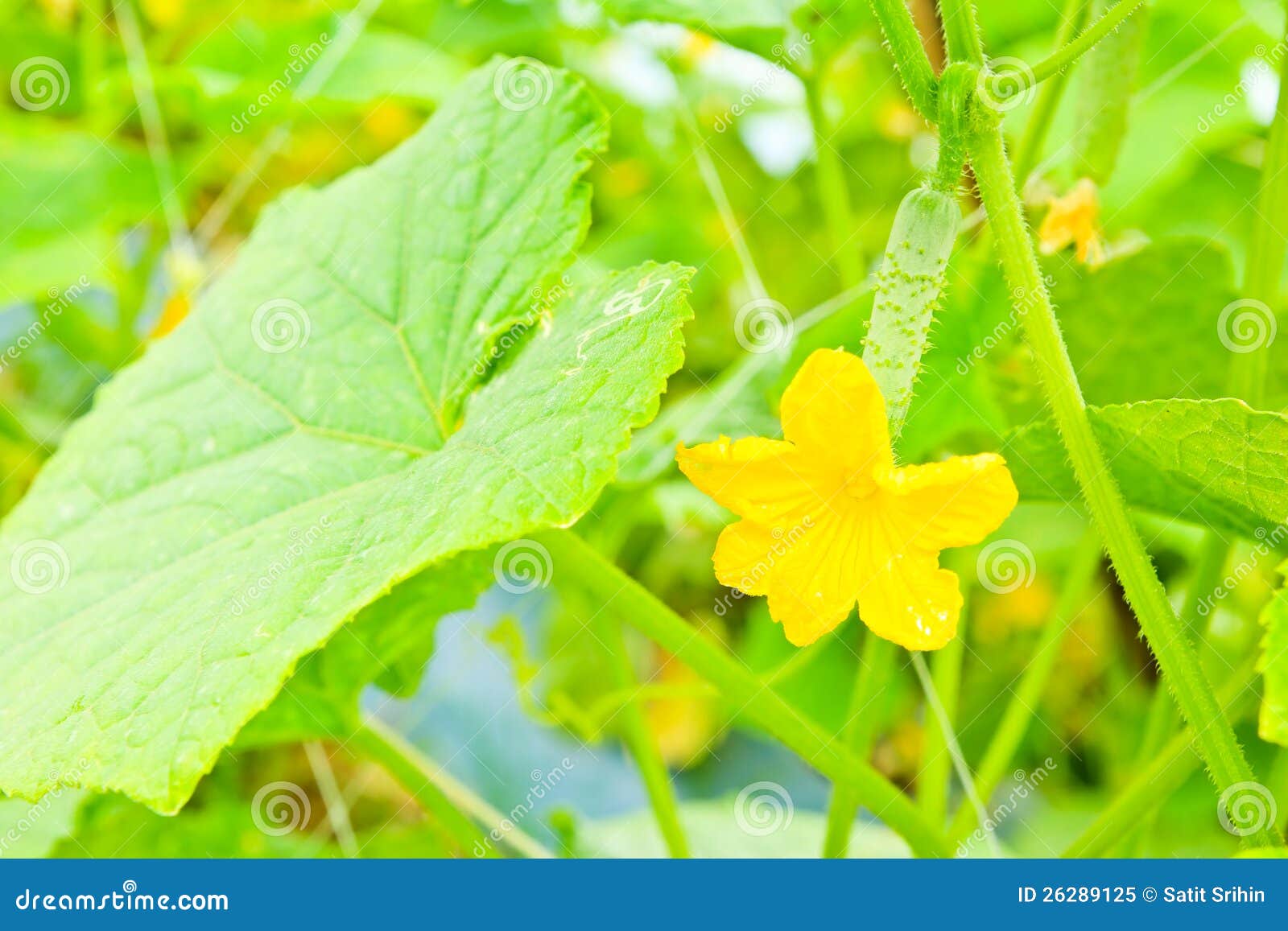 Small Cucumber with Flower on Tree Stock Image - Image of veggies ...
