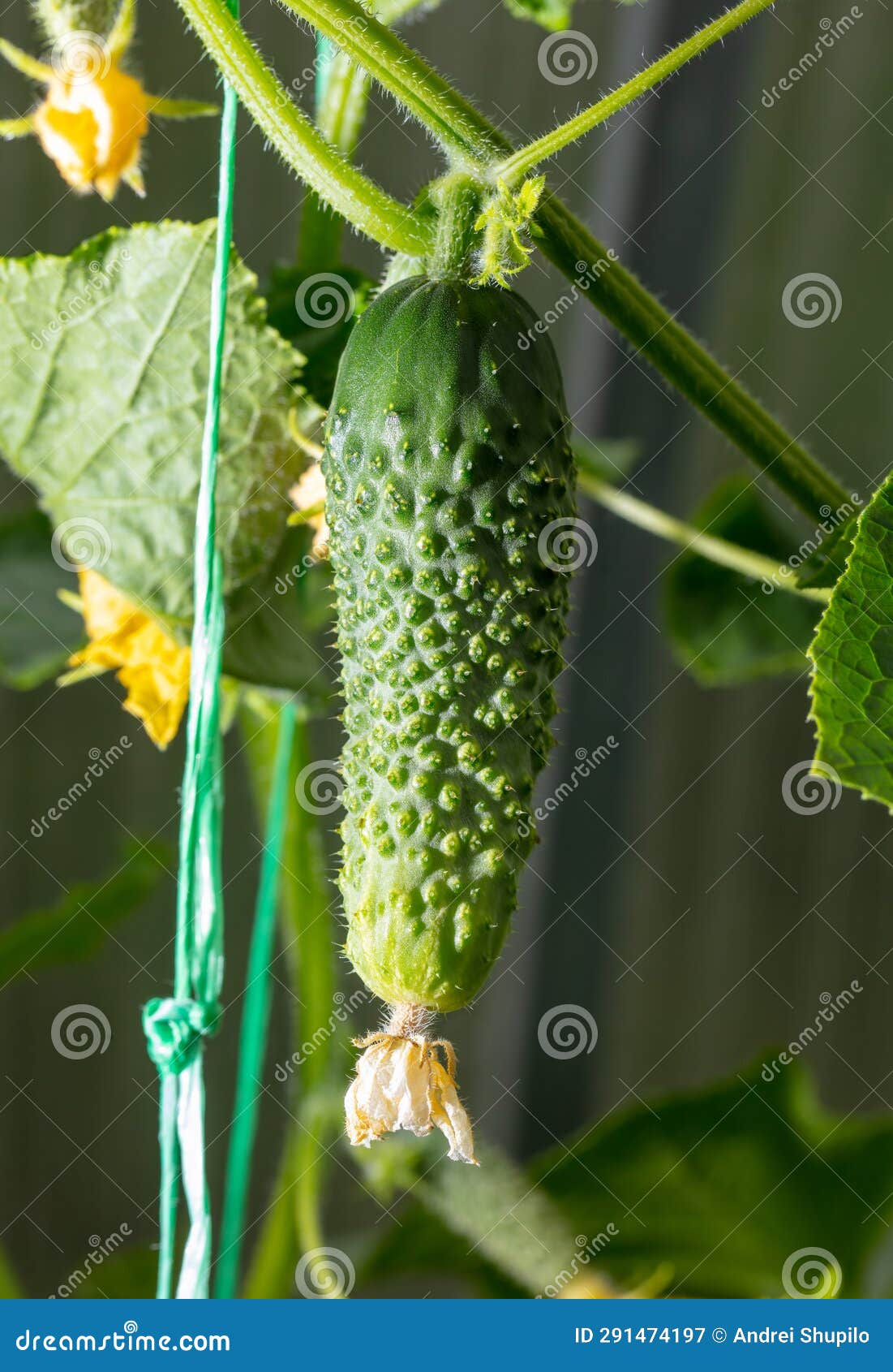 Small Cucumber Fruit on Plants. Nature Stock Image - Image of young ...