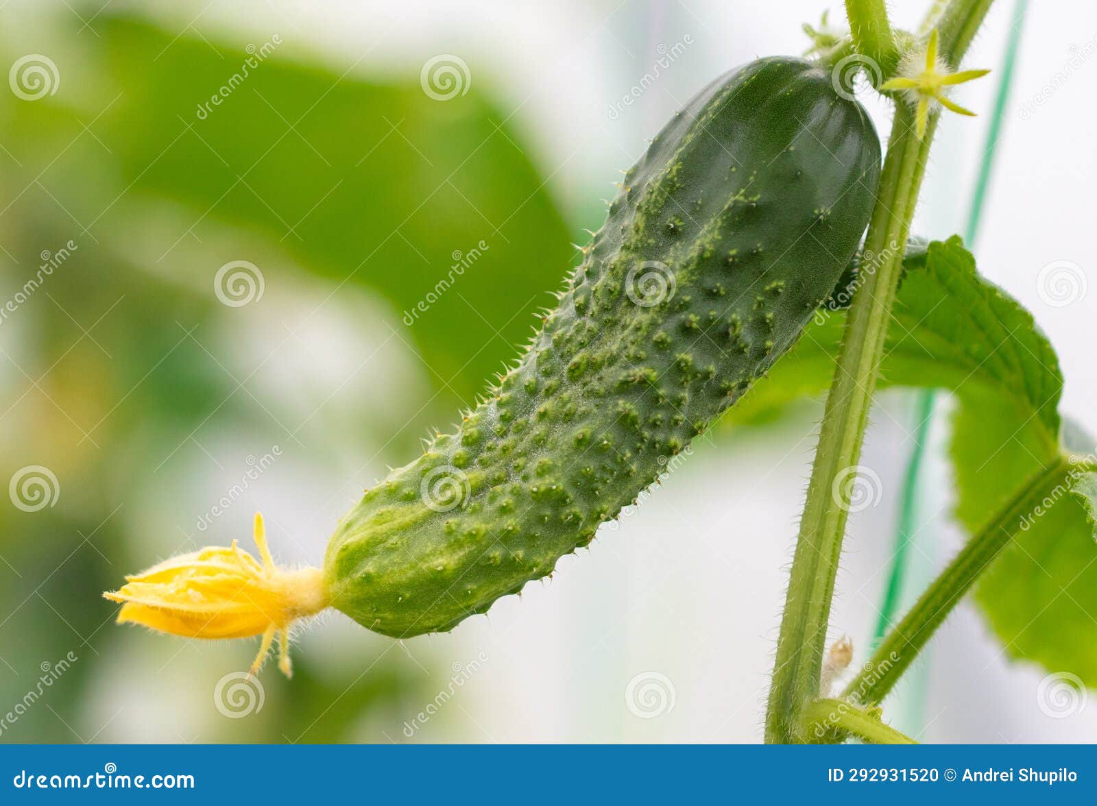 Small Cucumber Fruit on Plants. Nature Stock Photo - Image of fresh ...