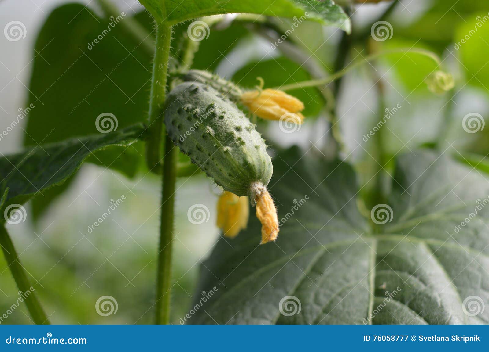 Small cucumber stock image. Image of growing, garden - 76058777