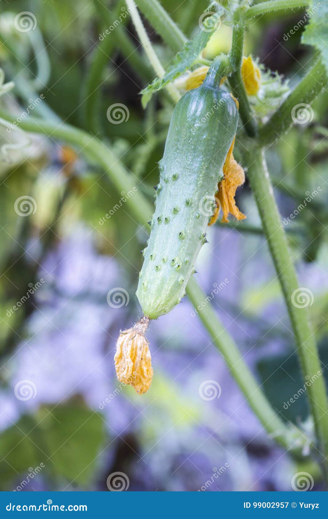 Small cucumber grows stock image. Image of cucumber, vegetable - 99002957