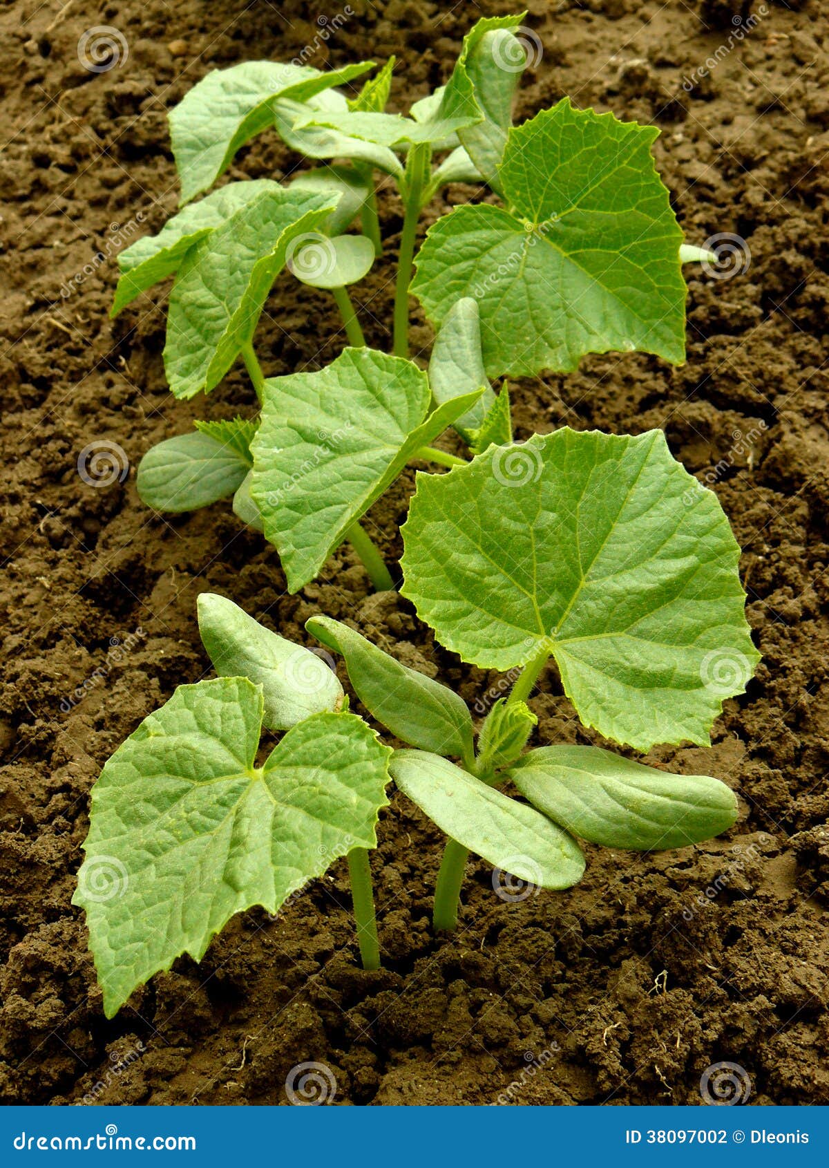 Small cucumber plants stock photo. Image of gherkin, earth - 38097002