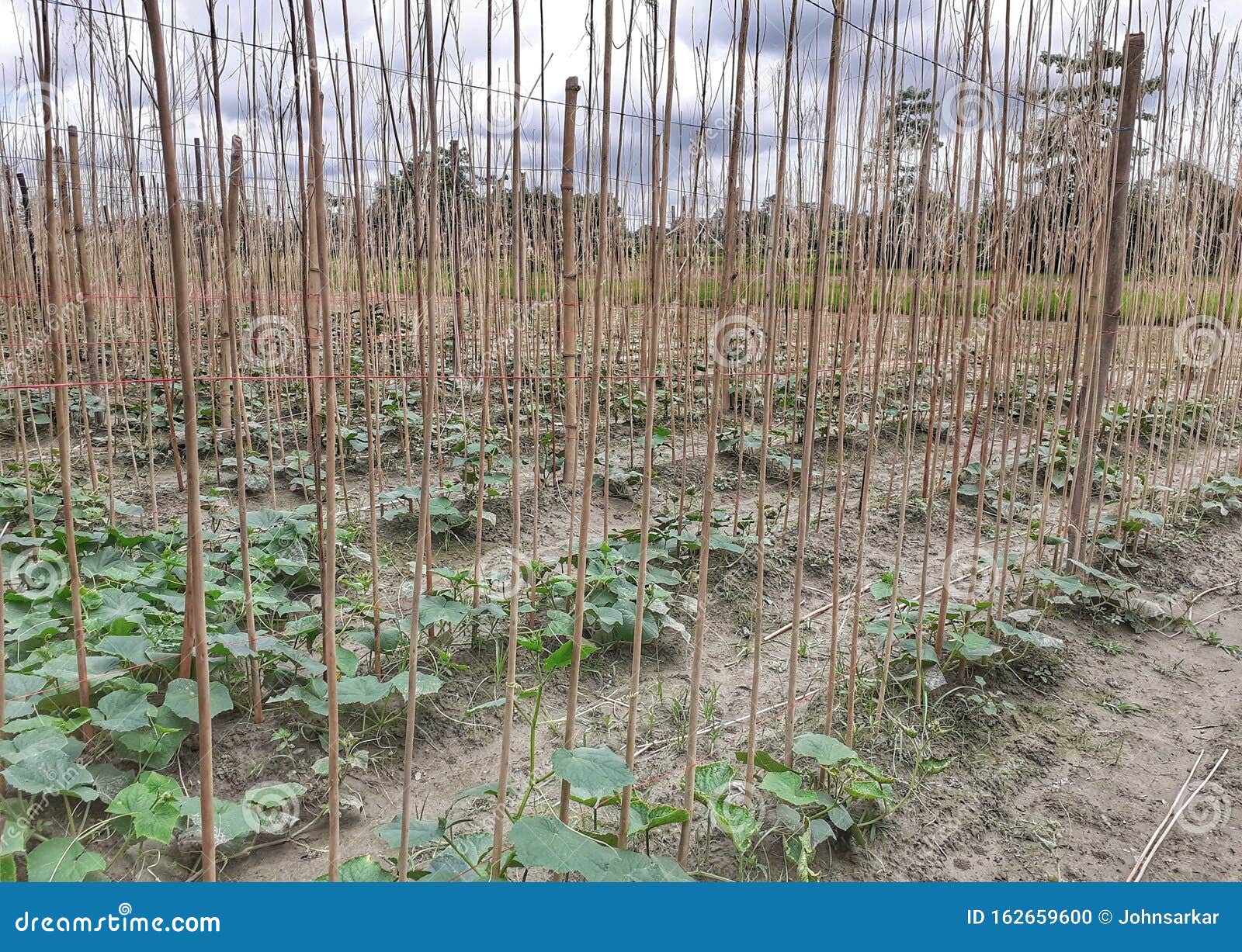 Small Cucumber Plants in the Field. Stock Photo - Image of harvesting ...