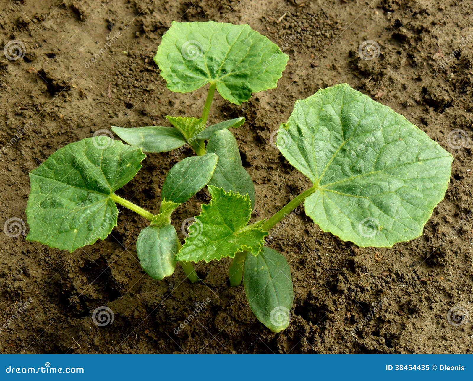 Small cucumber plants stock image. Image of cuke, breeding - 38454435