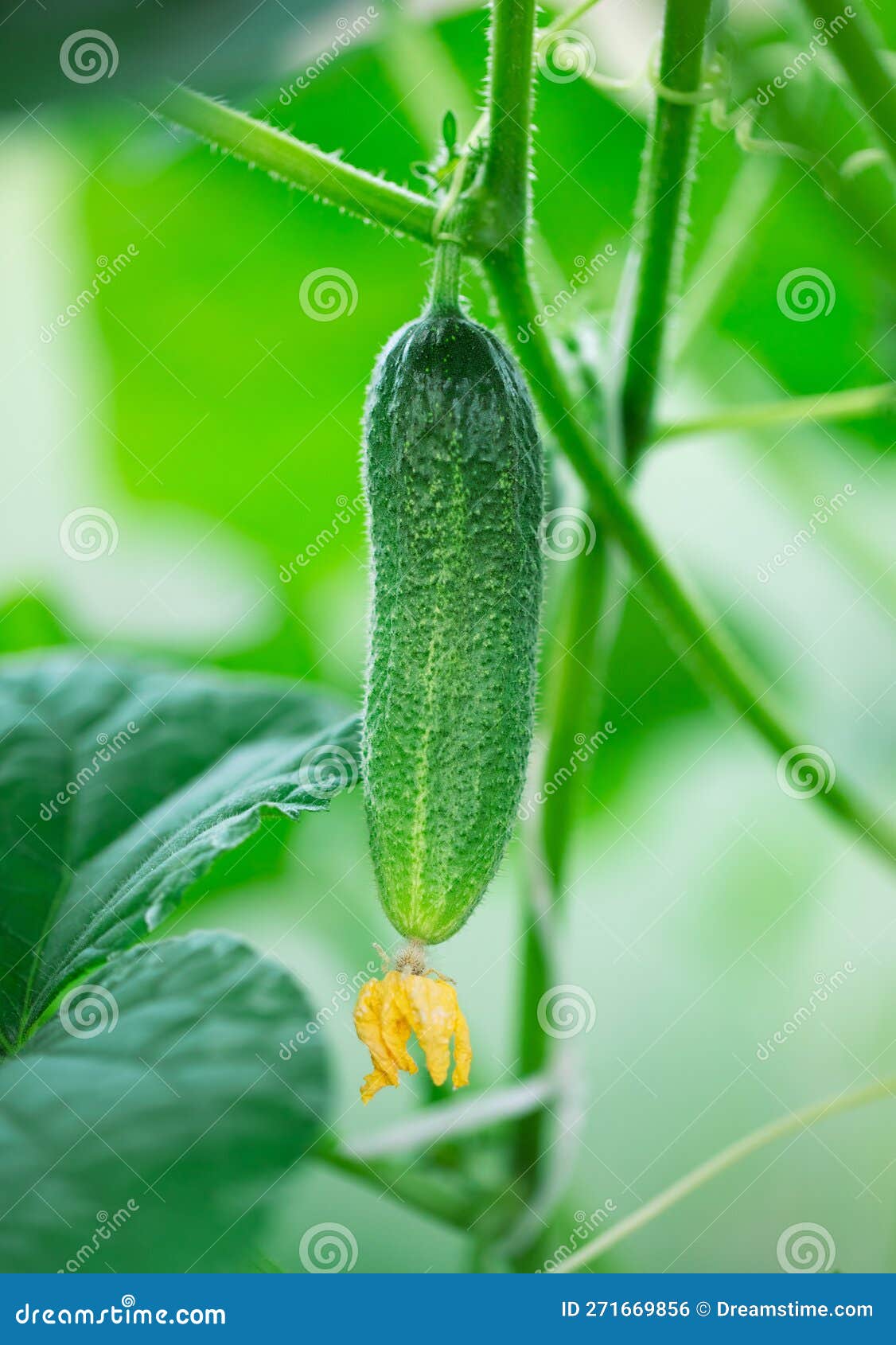 Small Cucumber on Plants in the Vegetable Garden. Stock Photo - Image ...