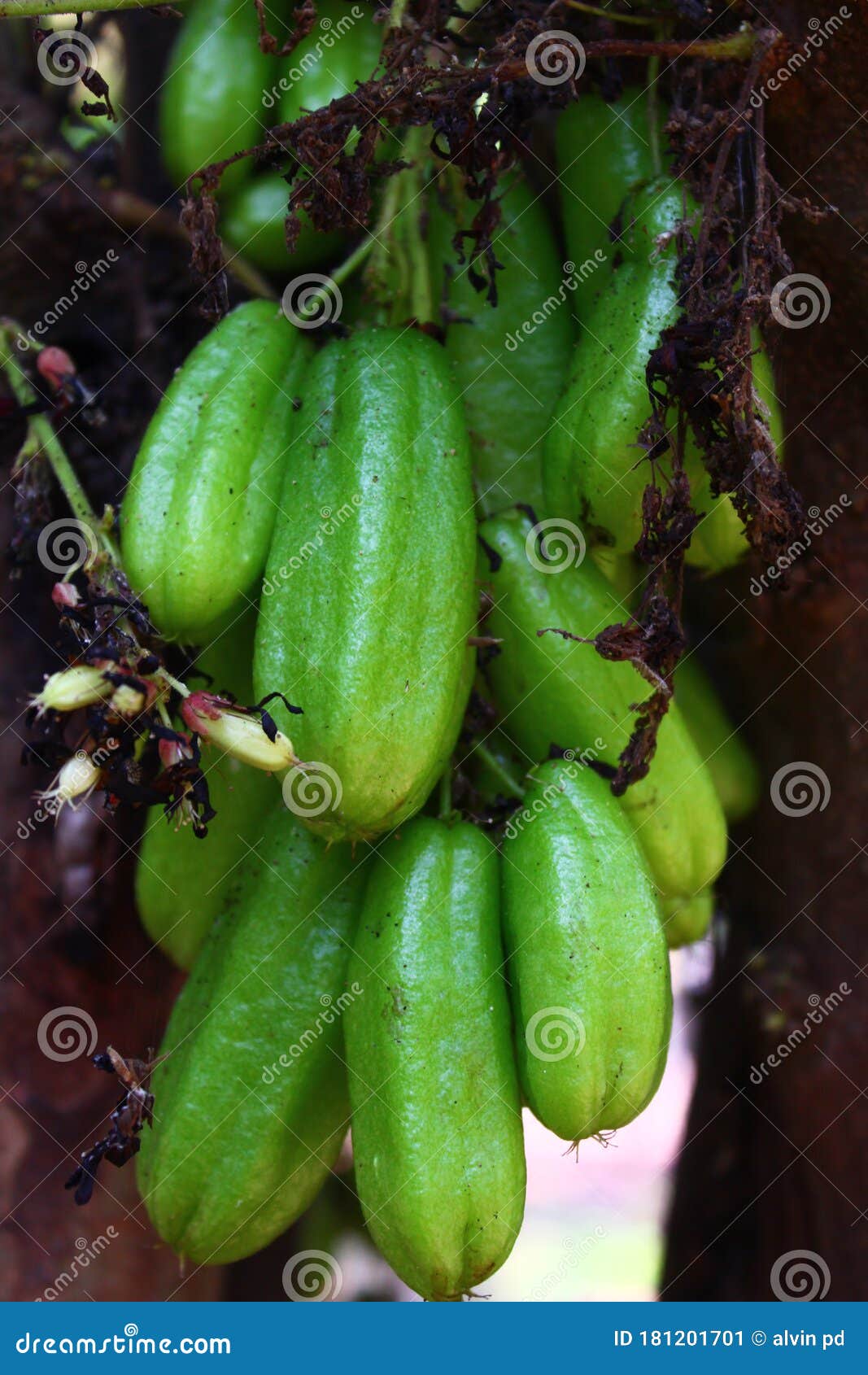 Small cucumber on the tree stock image. Image of dish - 181201701