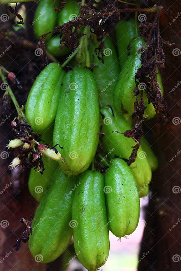 Small cucumber on the tree stock image. Image of dish - 181201701