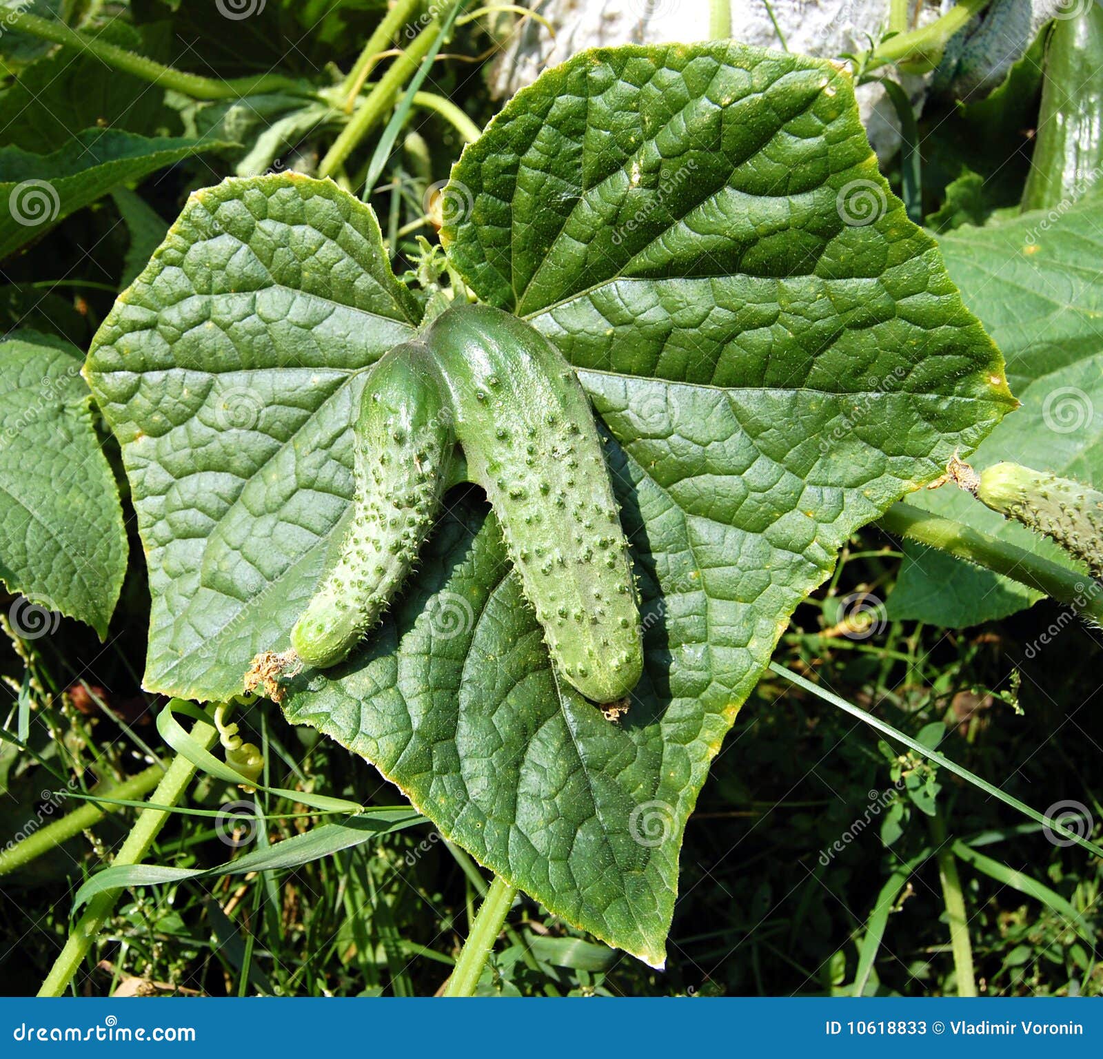 Small Cucumber in the Vegetable-garden Stock Image - Image of ...