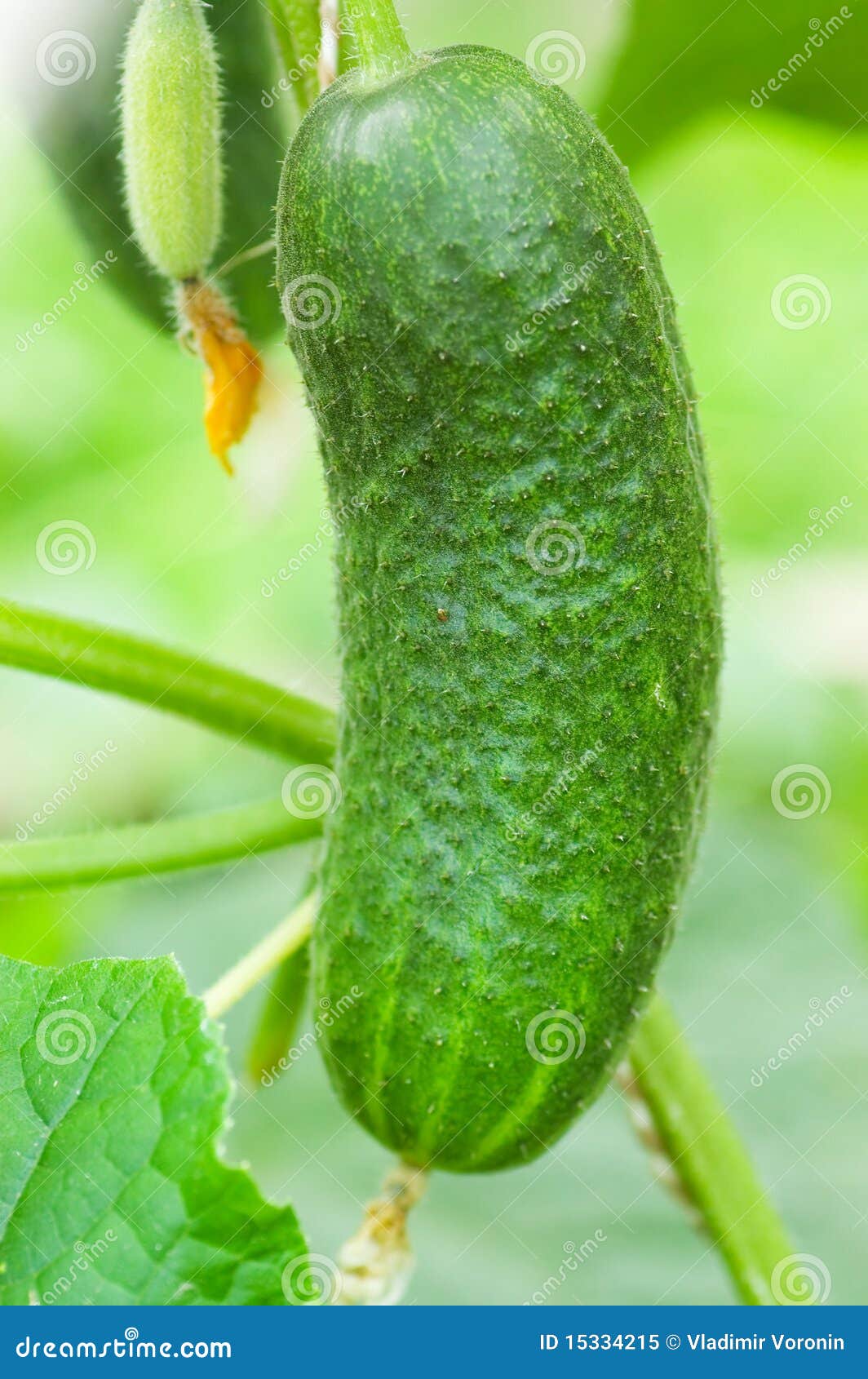Small Cucumber in the Vegetable-garden Stock Image - Image of flower ...