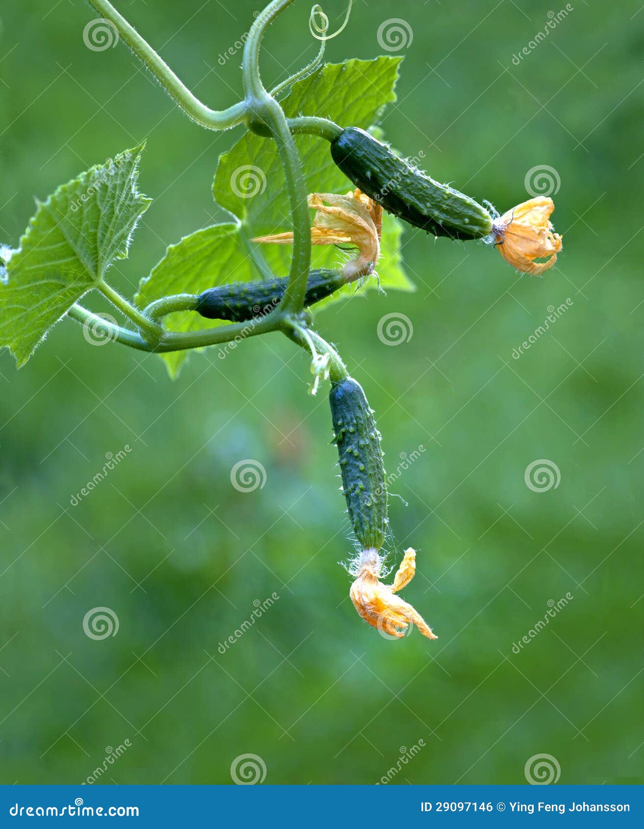 Small cucumbers stock photo. Image of beginning, small - 29097146