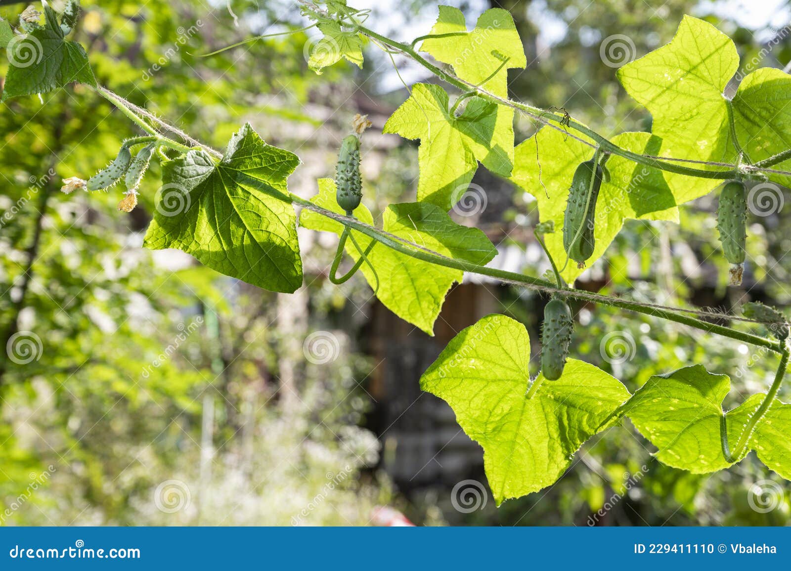 Small Cucumbers in the Garden Stock Photo - Image of outdoor, nutrition ...