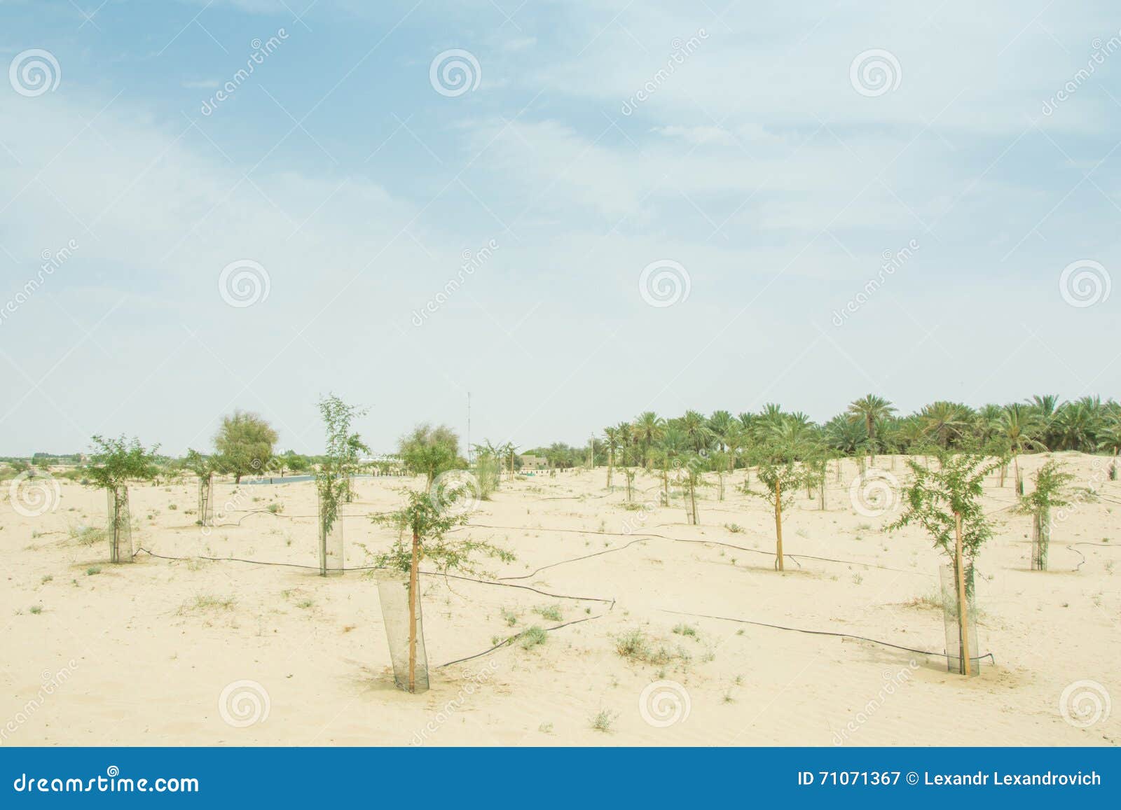 Small Cultivated Trees in the Desert Stock Image - Image of sand, trees ...
