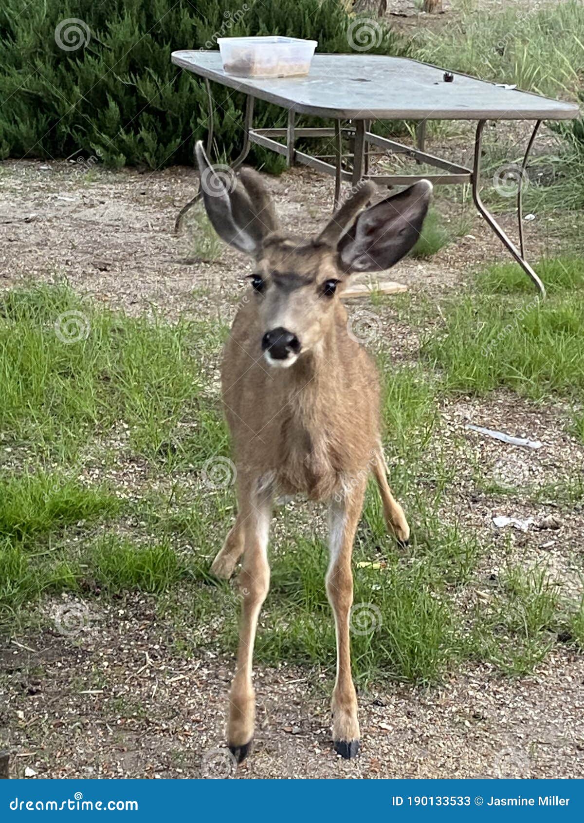 Small Curious Buck in Velvet Stock Image - Image of hungry, buck: 190133533