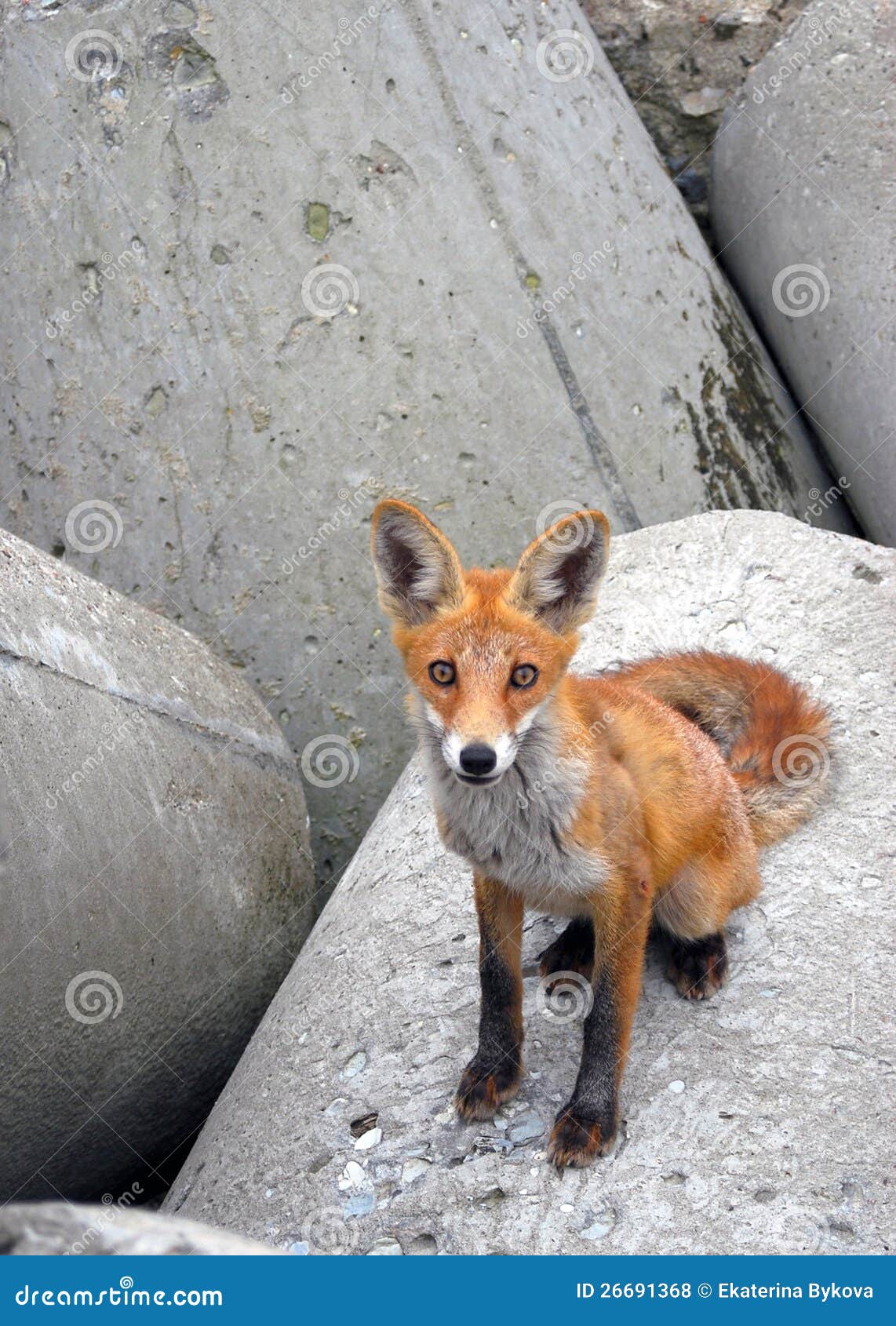 Small Curious Fox Sitting on Grey Asfalt Stock Photo - Image of fauna ...