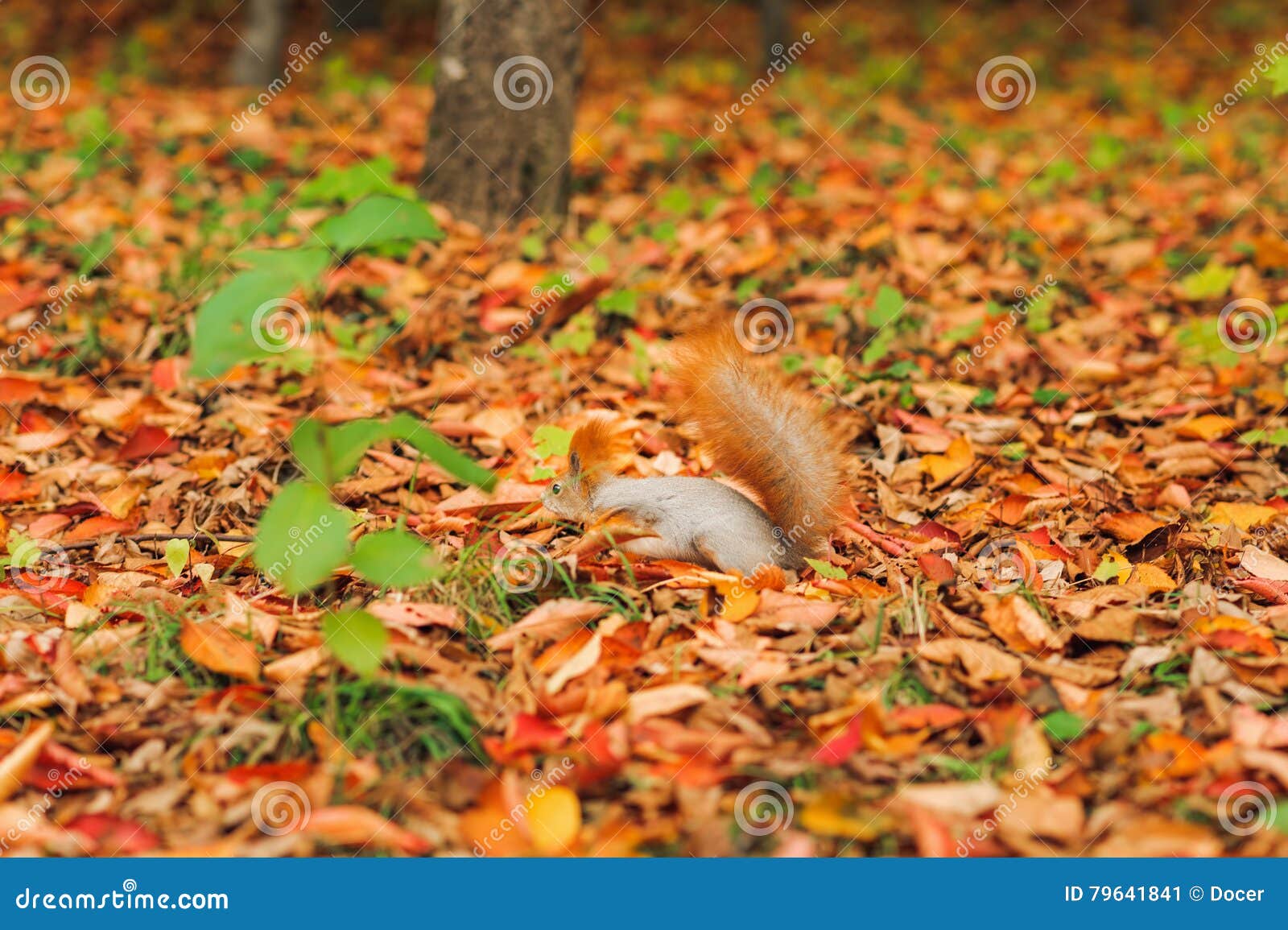 Small Curious Squirrel on a Fall Autumn Leaves Stock Image - Image of ...