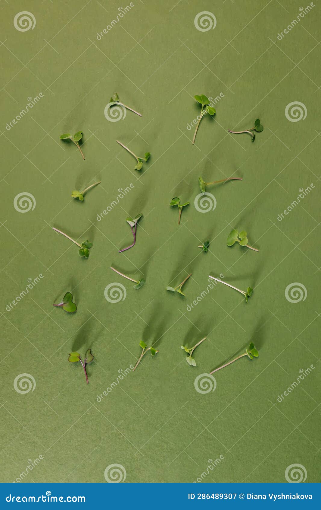 Small Cut Microgreen on Green Background, Top View Stock Image - Image ...