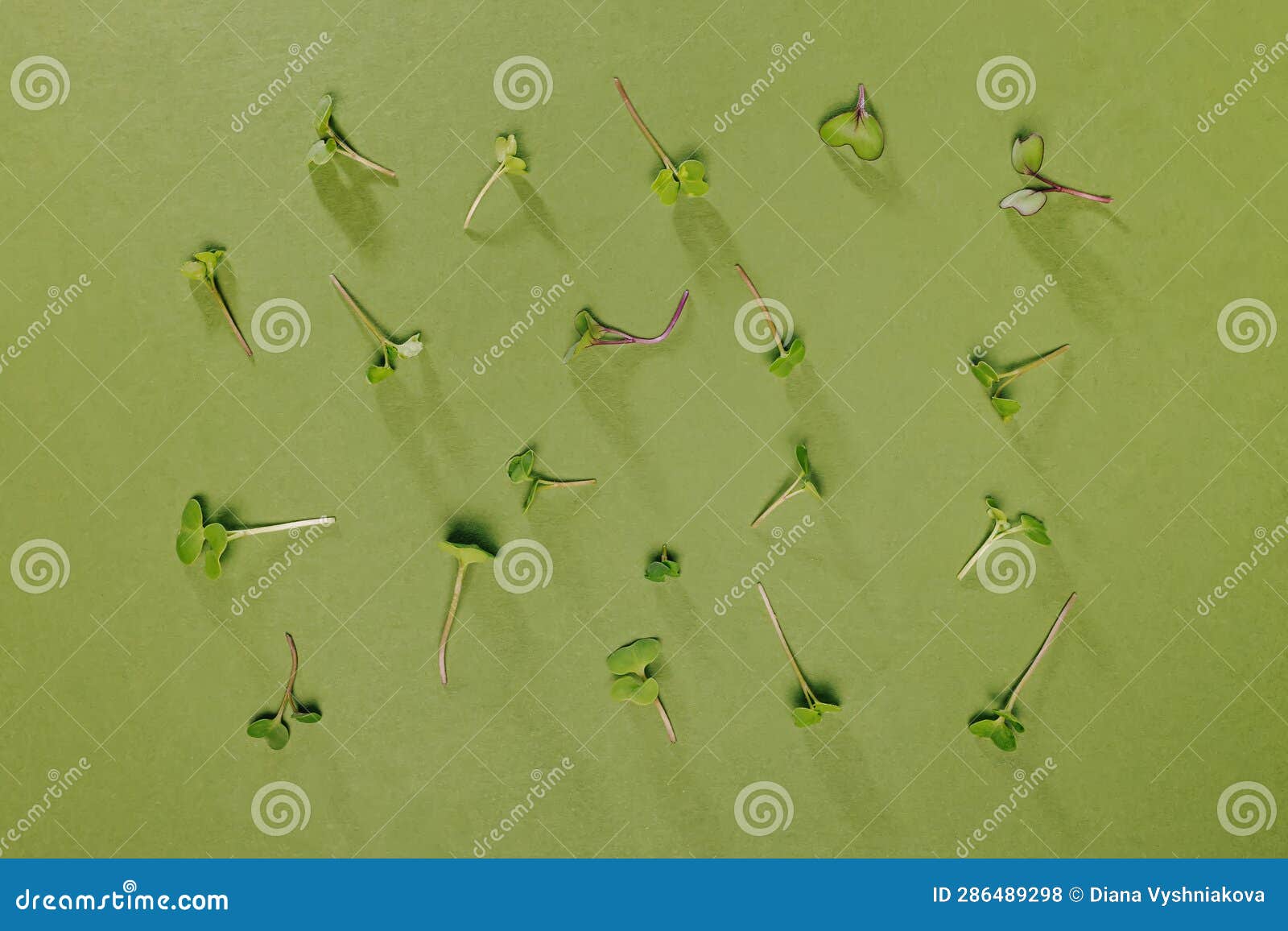 Small Cut Microgreen on Green Background, Top View Stock Photo - Image ...