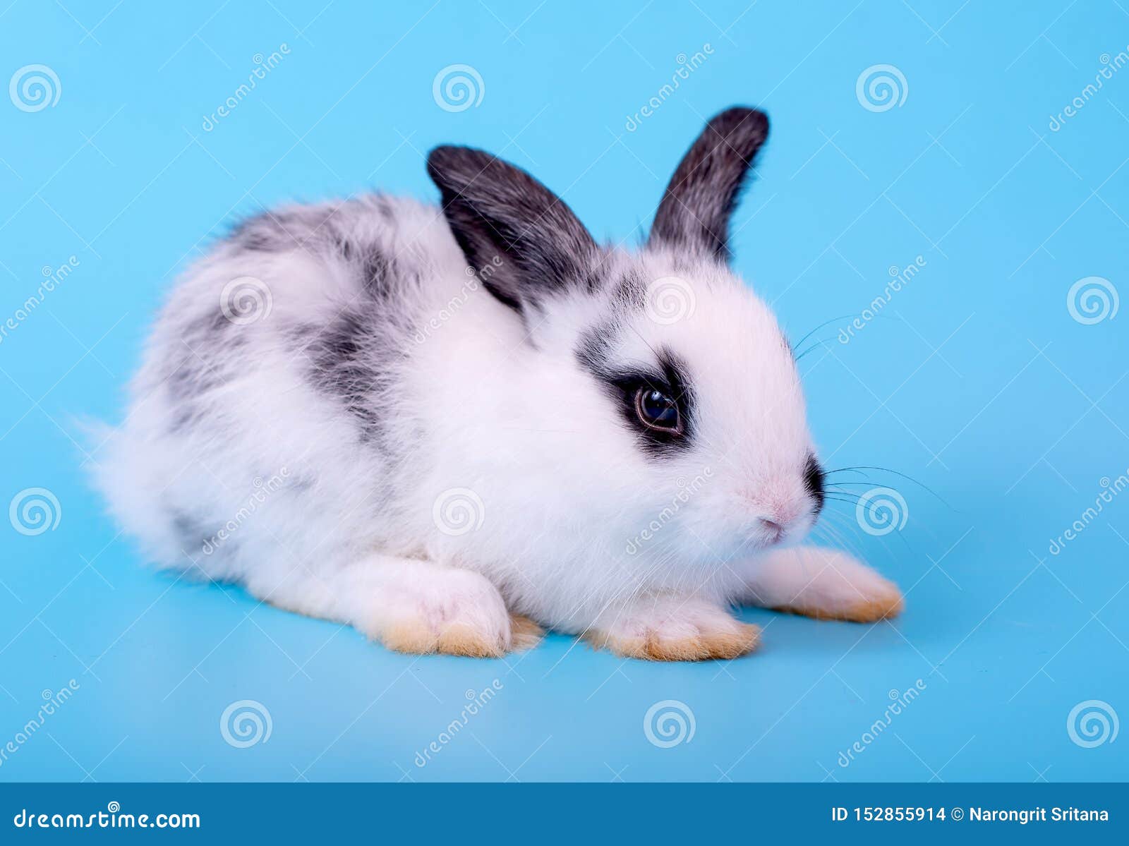 Cute Fluffy Bunnies Wallpaper