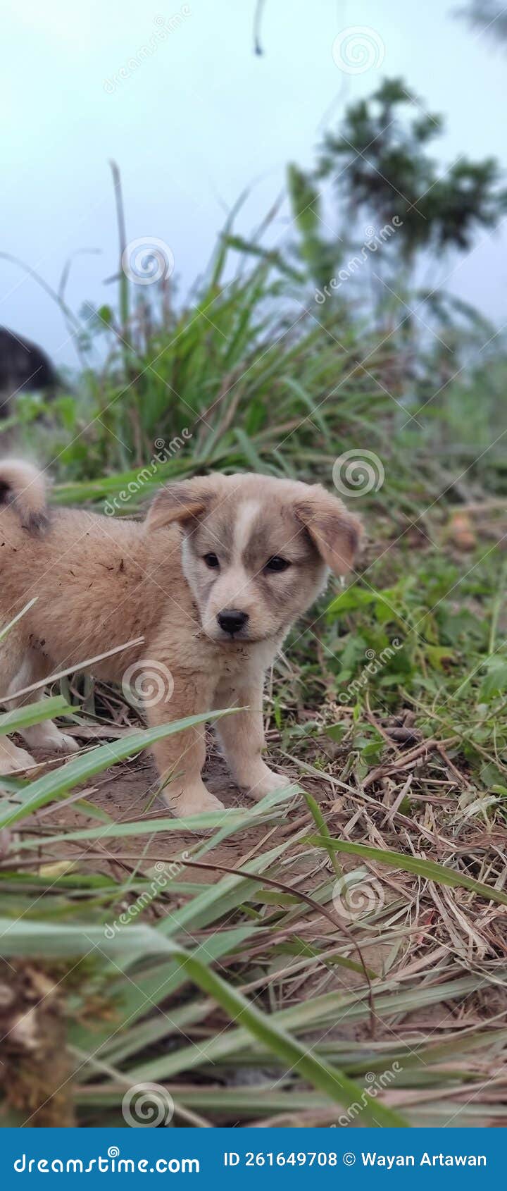 Small Cute Baby Dog at the Grass Stock Photo - Image of baby, like ...