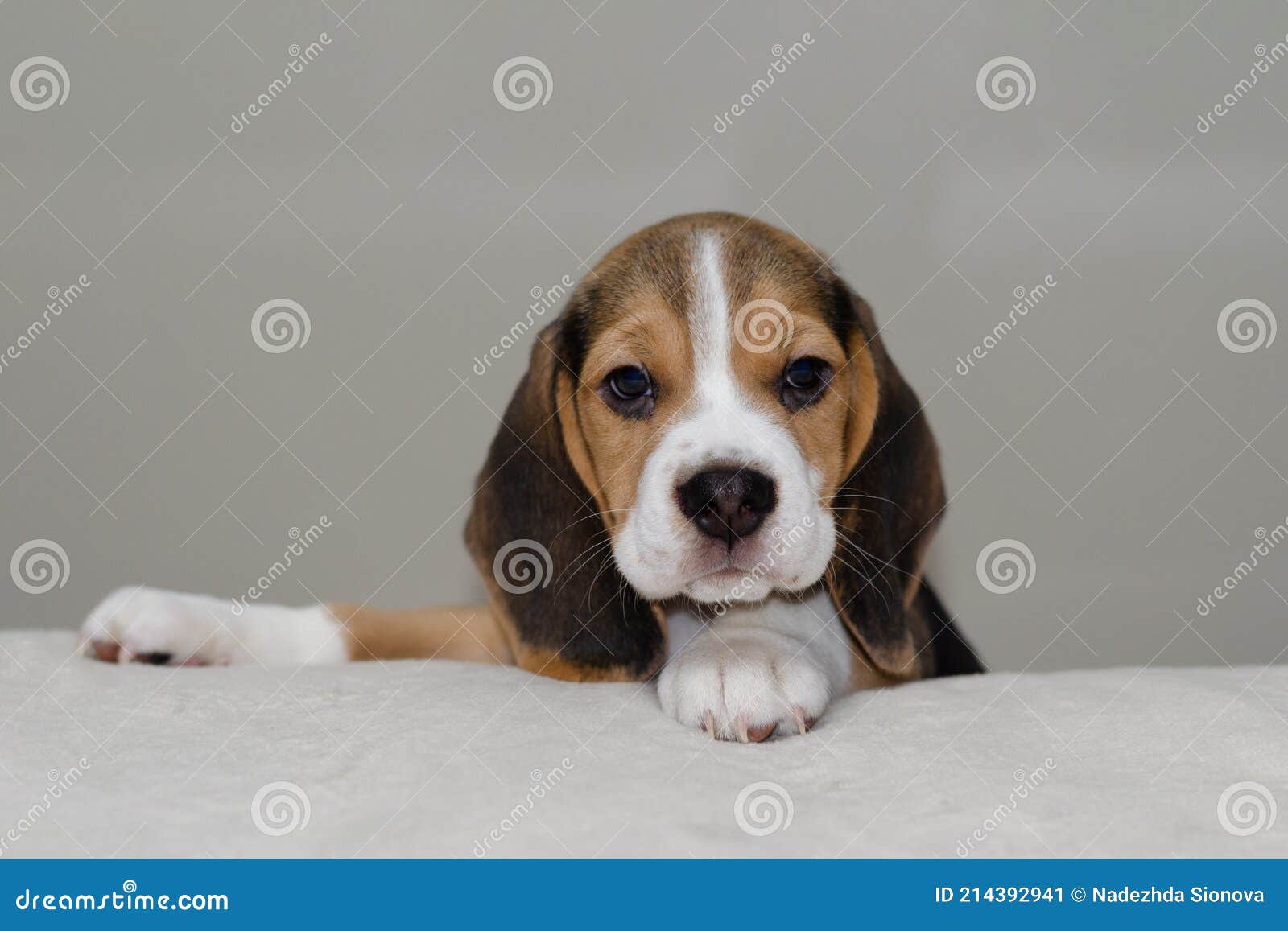 Small Cute Beagle Puppy Dog Looking Up Stock Image - Image of sweet ...