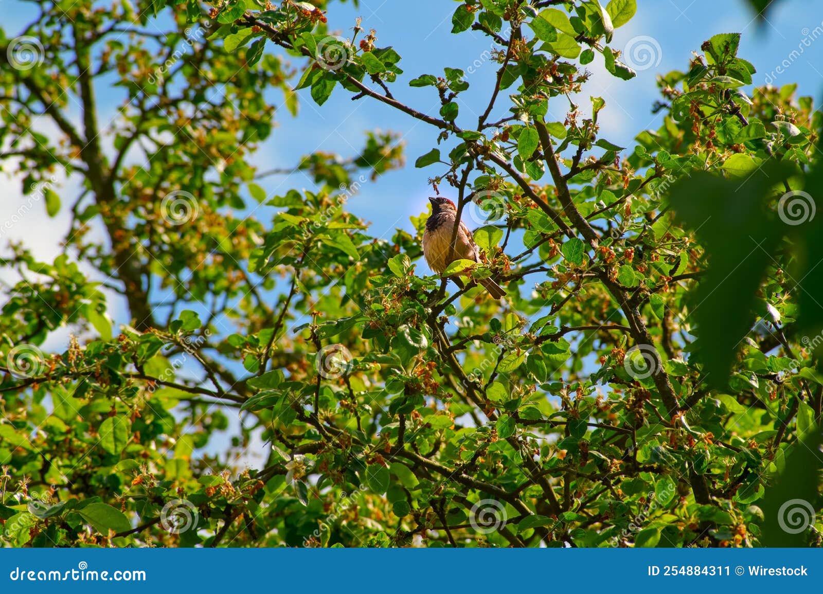 Small, Cute Bird Hidden in between Tree Branches Stock Image - Image of ...